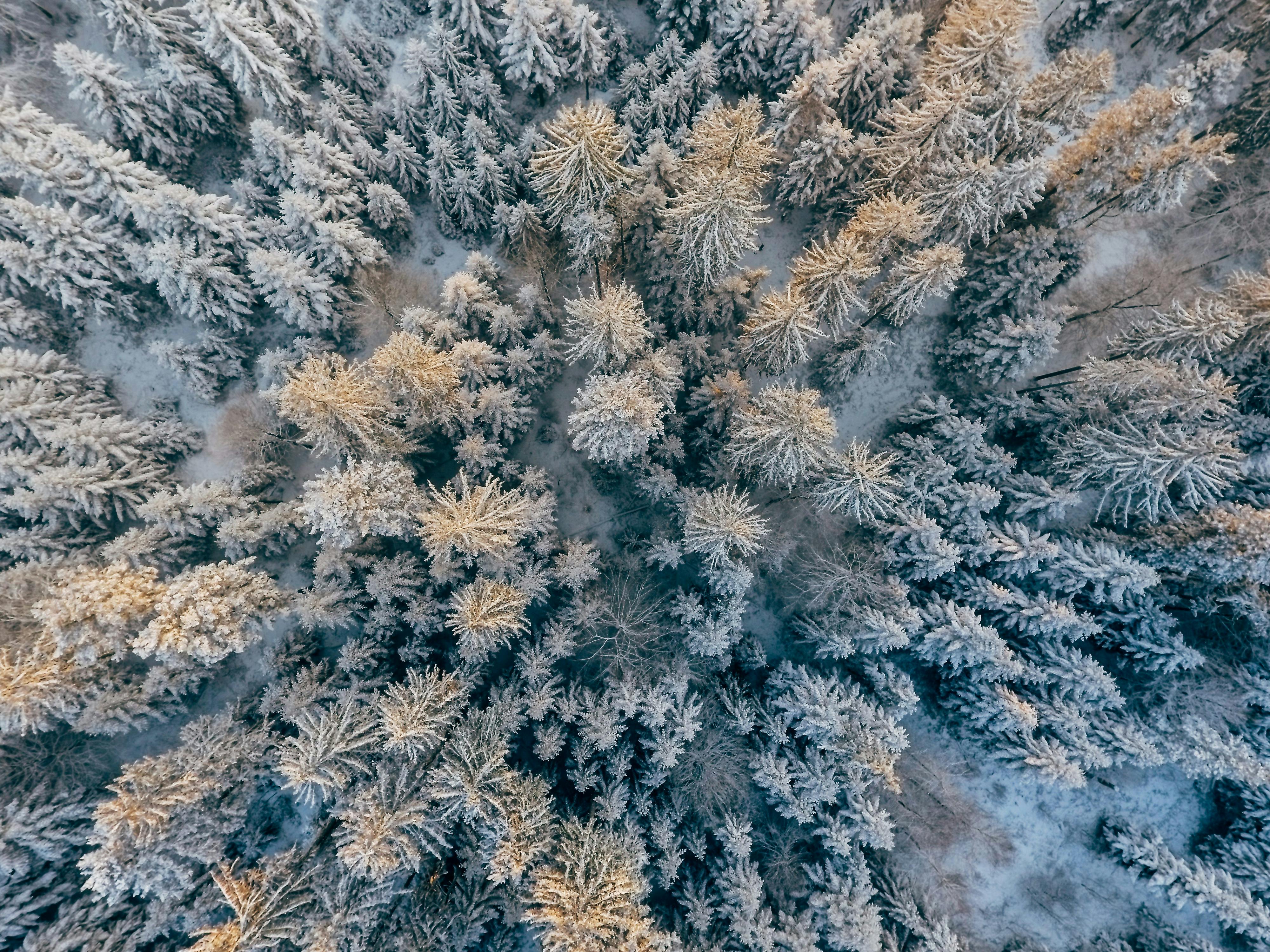 Top View Photo of Trees Covered With Snow · Free Stock Photo