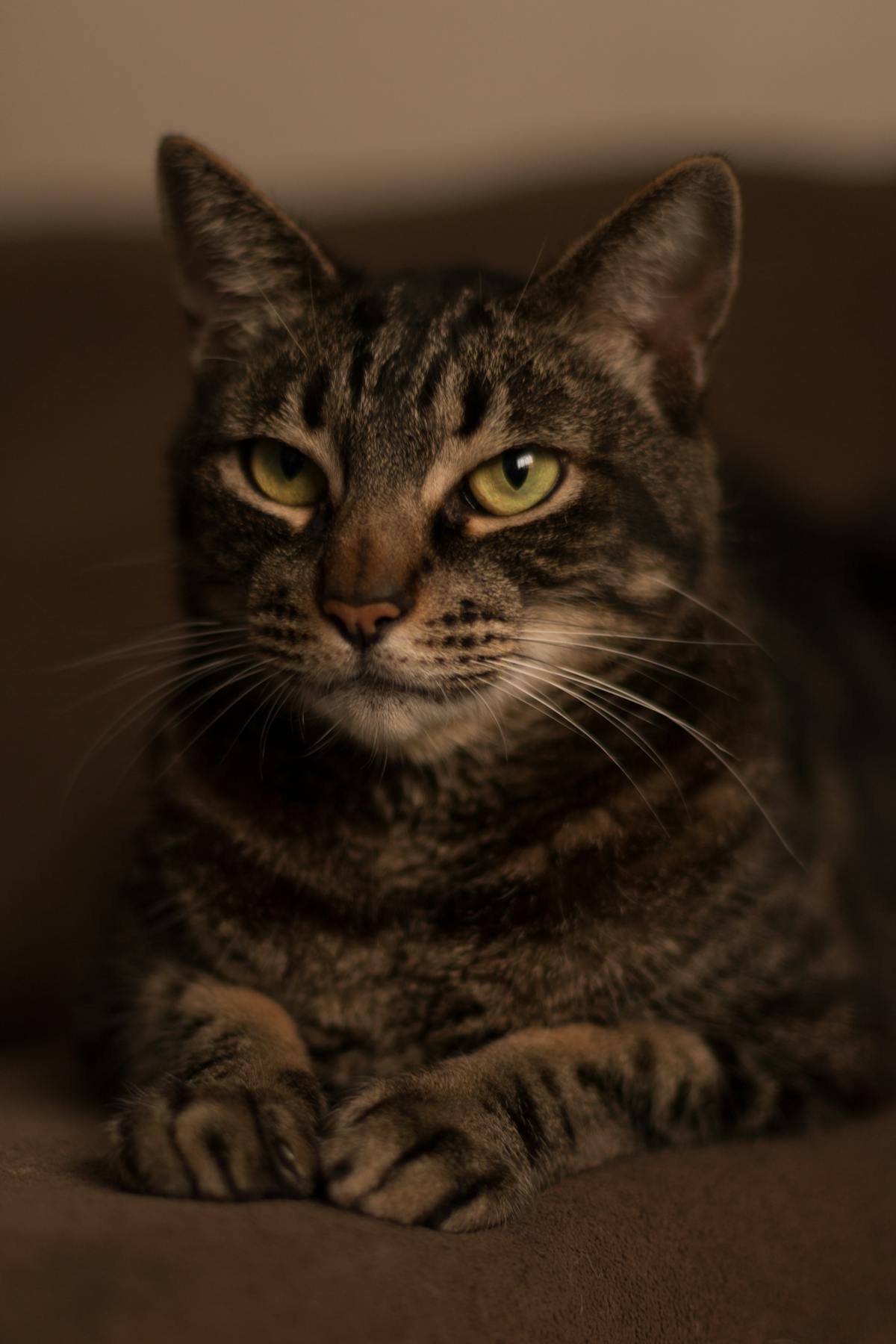 Cat Pic Photos, Download The BEST Free Cat Pic Stock Photos & HD Images