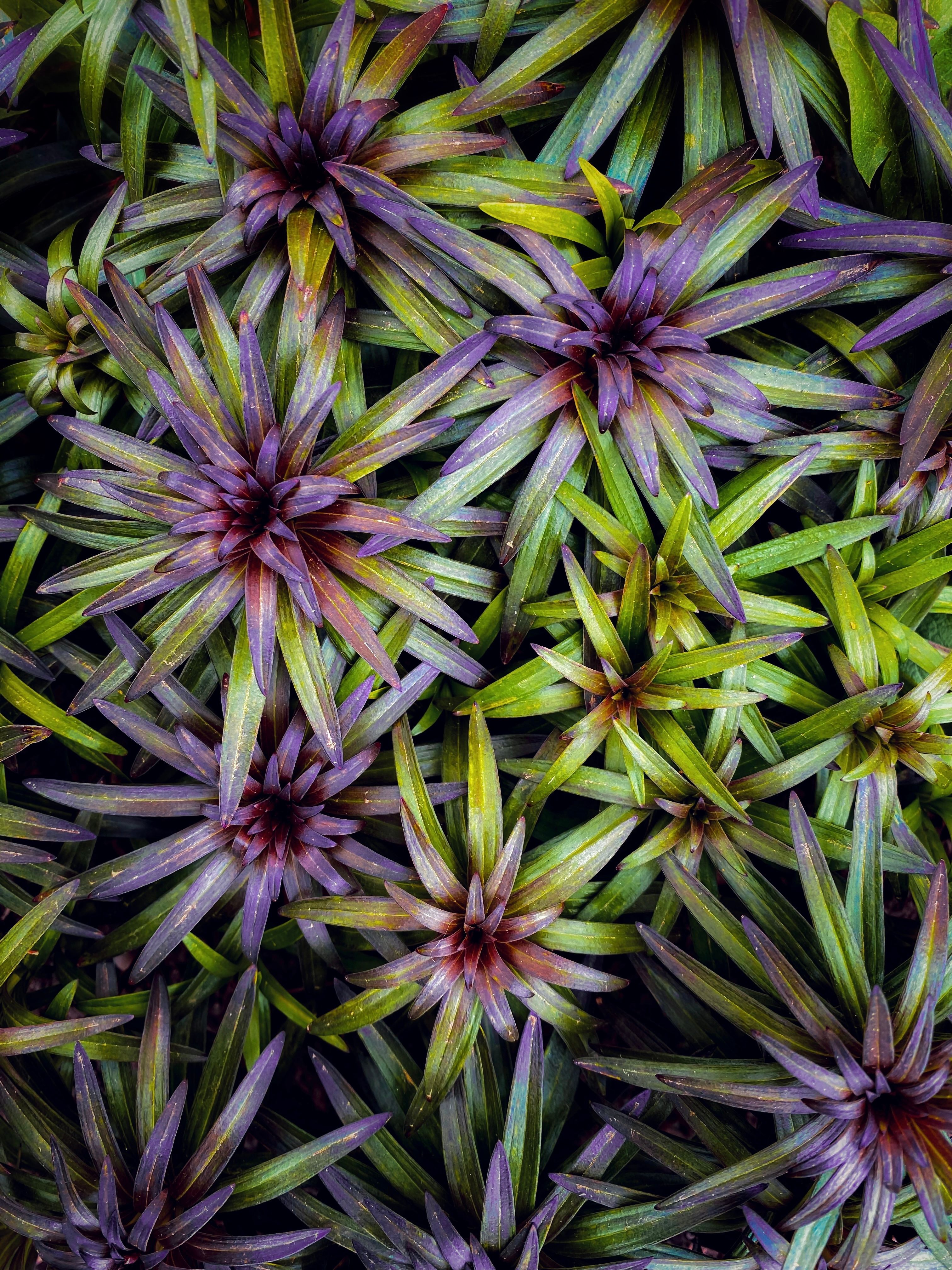 Close-up of a Tropical Shrub · Free Stock Photo