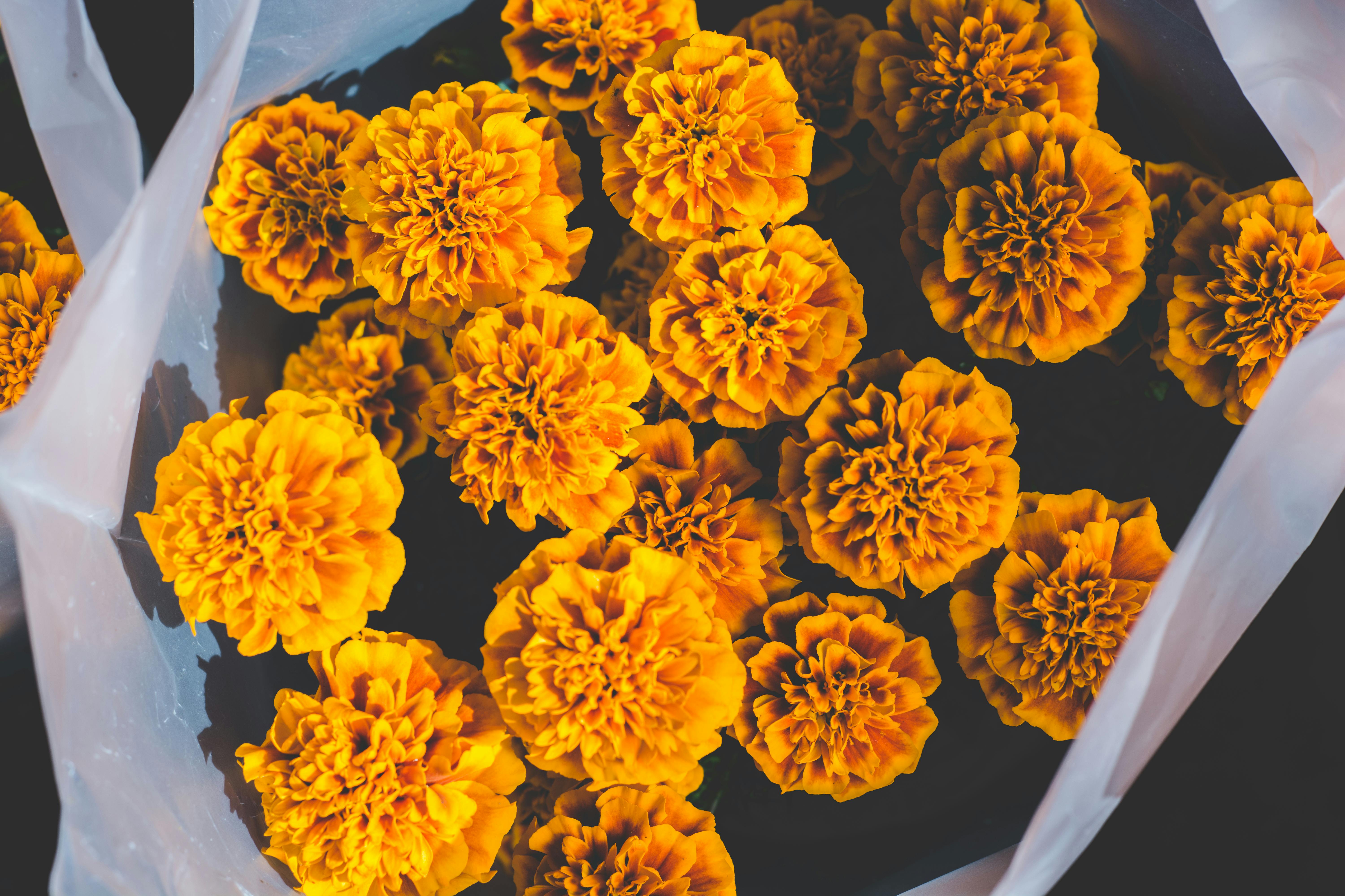 Yellow Marigold Flowers · Free Stock Photo
