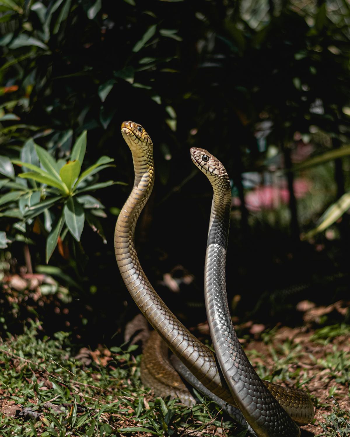 Mating Snakes Photos, Download The BEST Free Mating Snakes Stock Photos ...