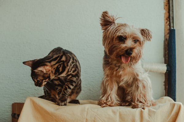 Cat And Dogs Photos, Download The BEST Free Cat And Dogs Stock Photos ...