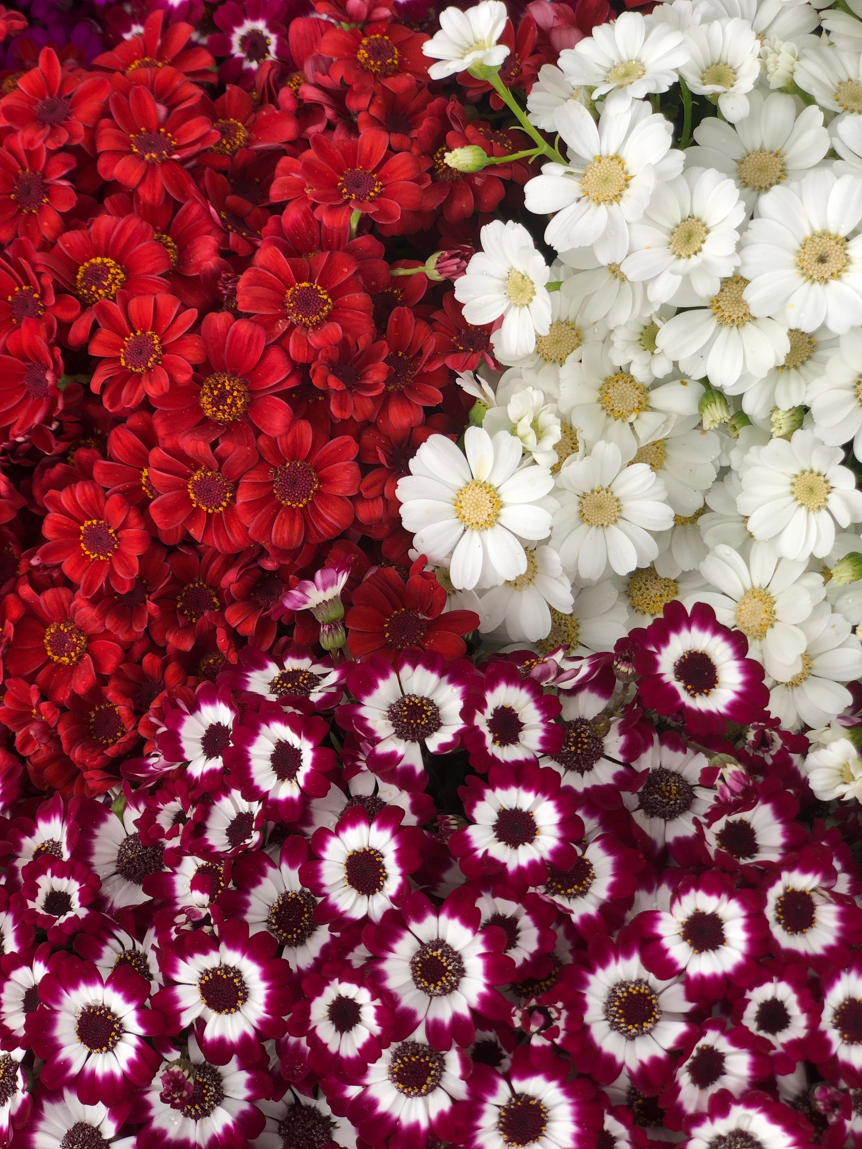 Close-up of Cineraria Flowers in Different Colors · Free Stock Photo
