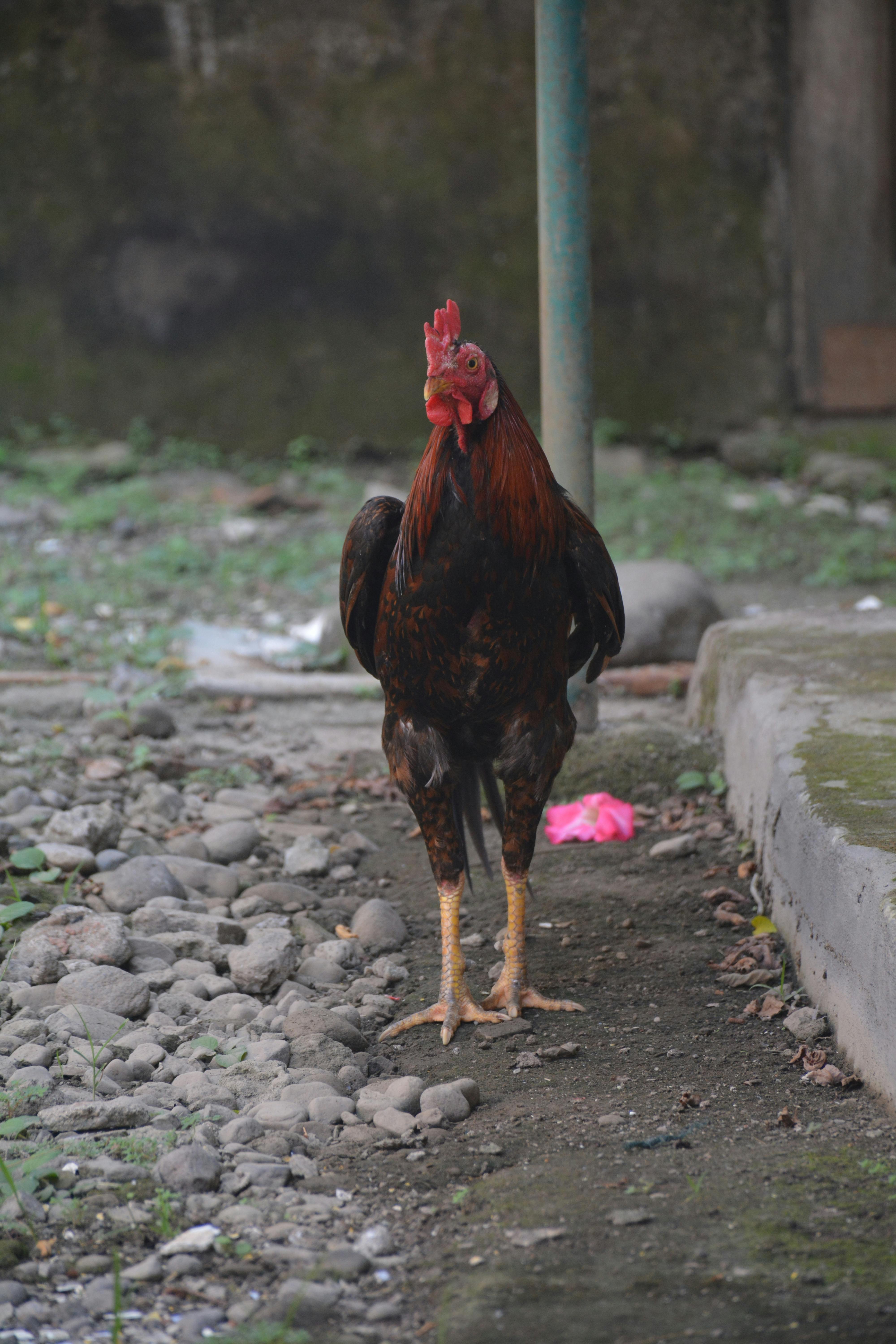 A Rooster on a Farm · Free Stock Photo