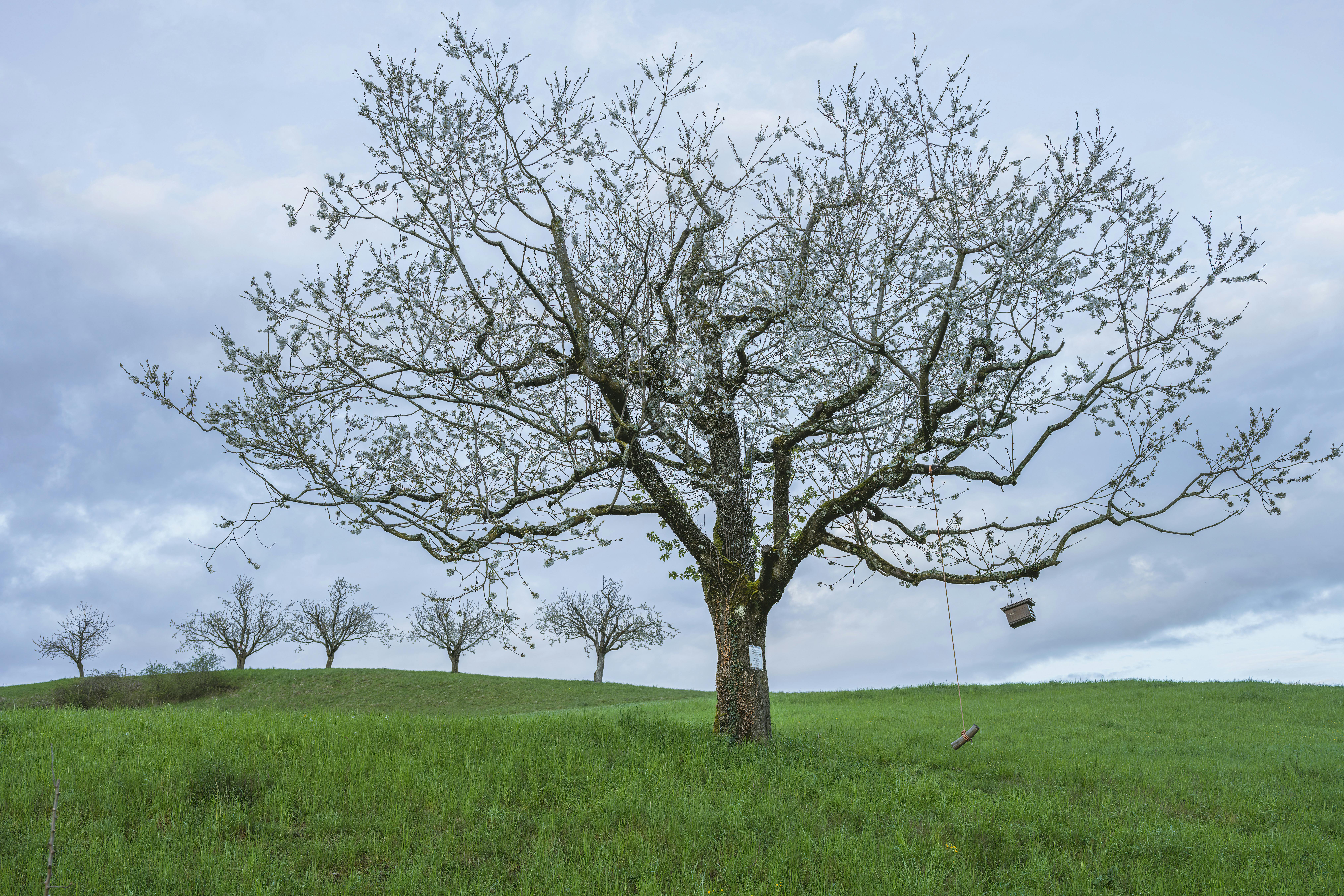 A Lonely Rural Tree on the Field · Free Stock Photo