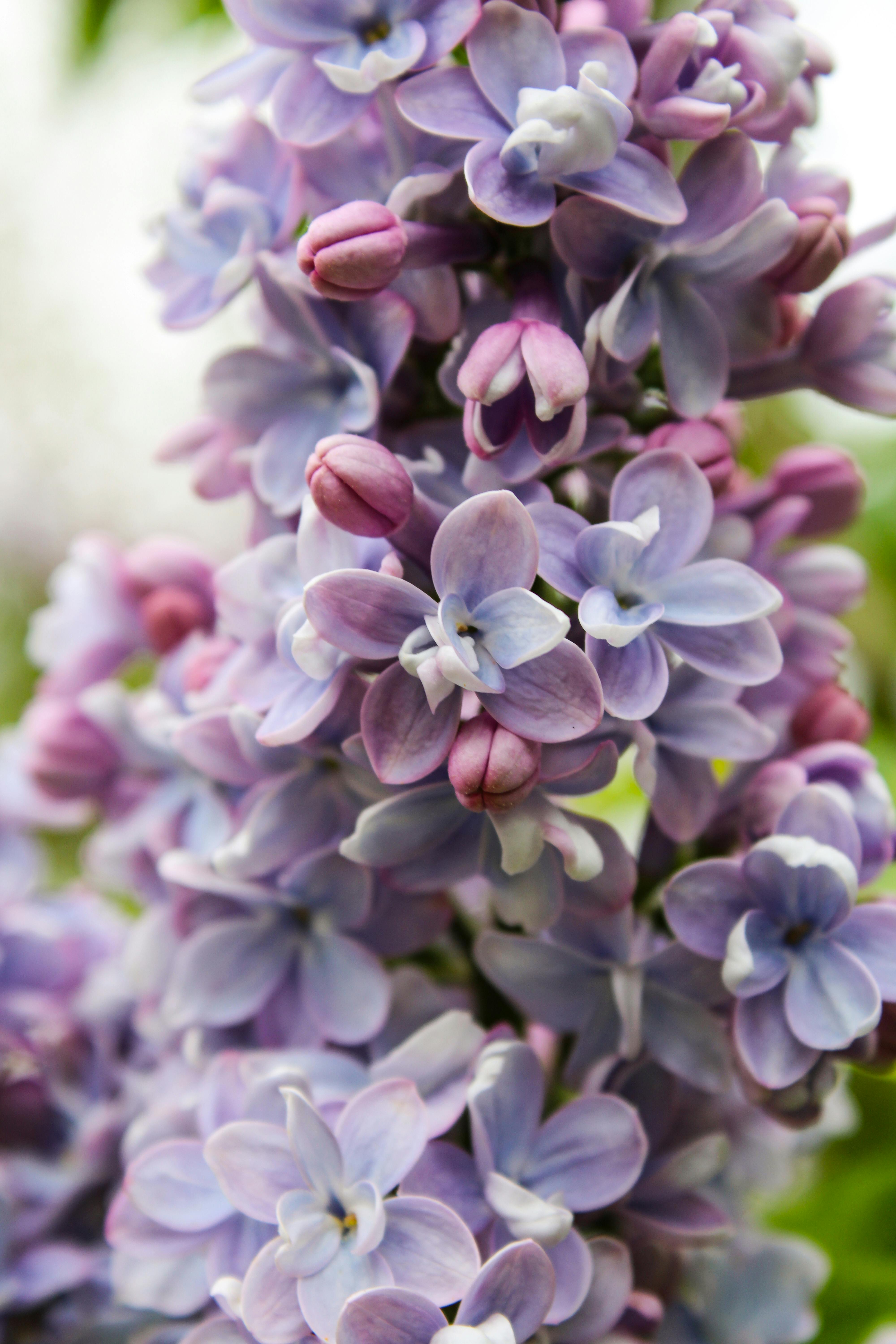 Bunch of fragrant purple lilac flowers in room · Free Stock Photo