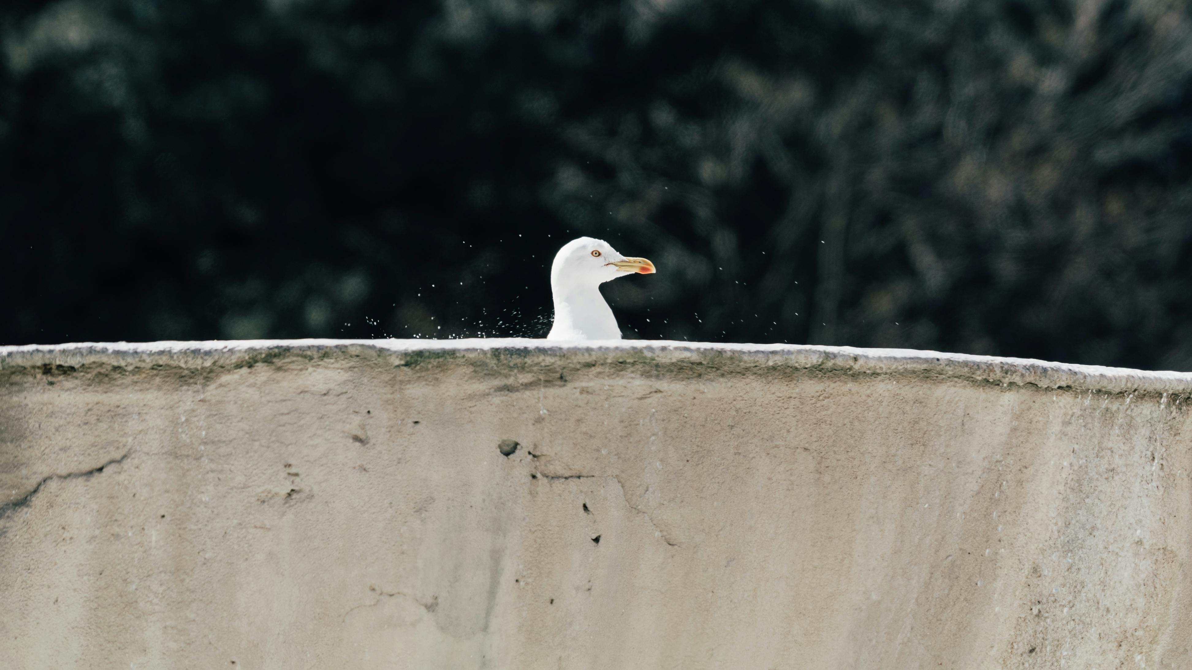 Later Head Background Photos, Download The BEST Free Later Head ...