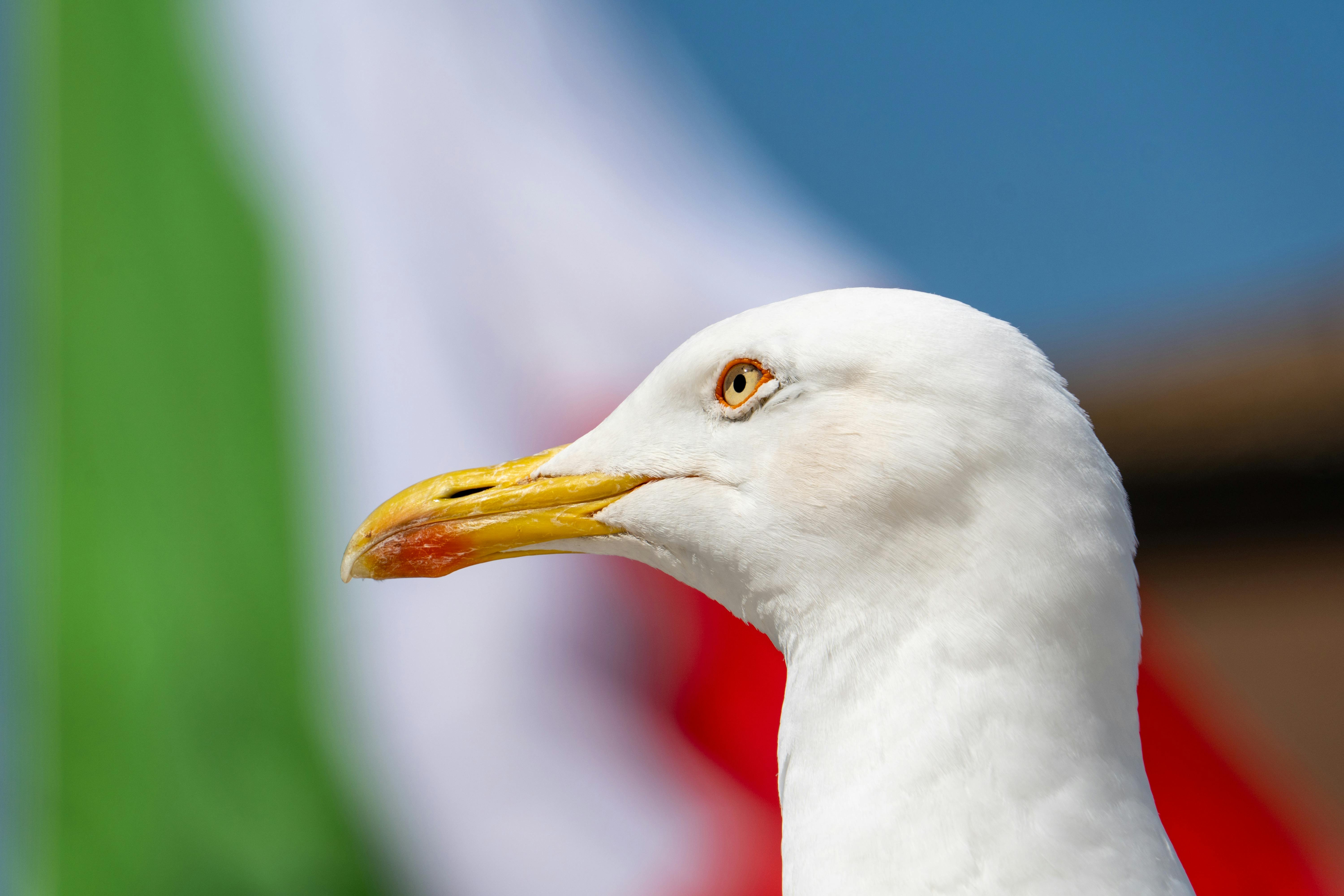 Close up of Seagull Head · Free Stock Photo
