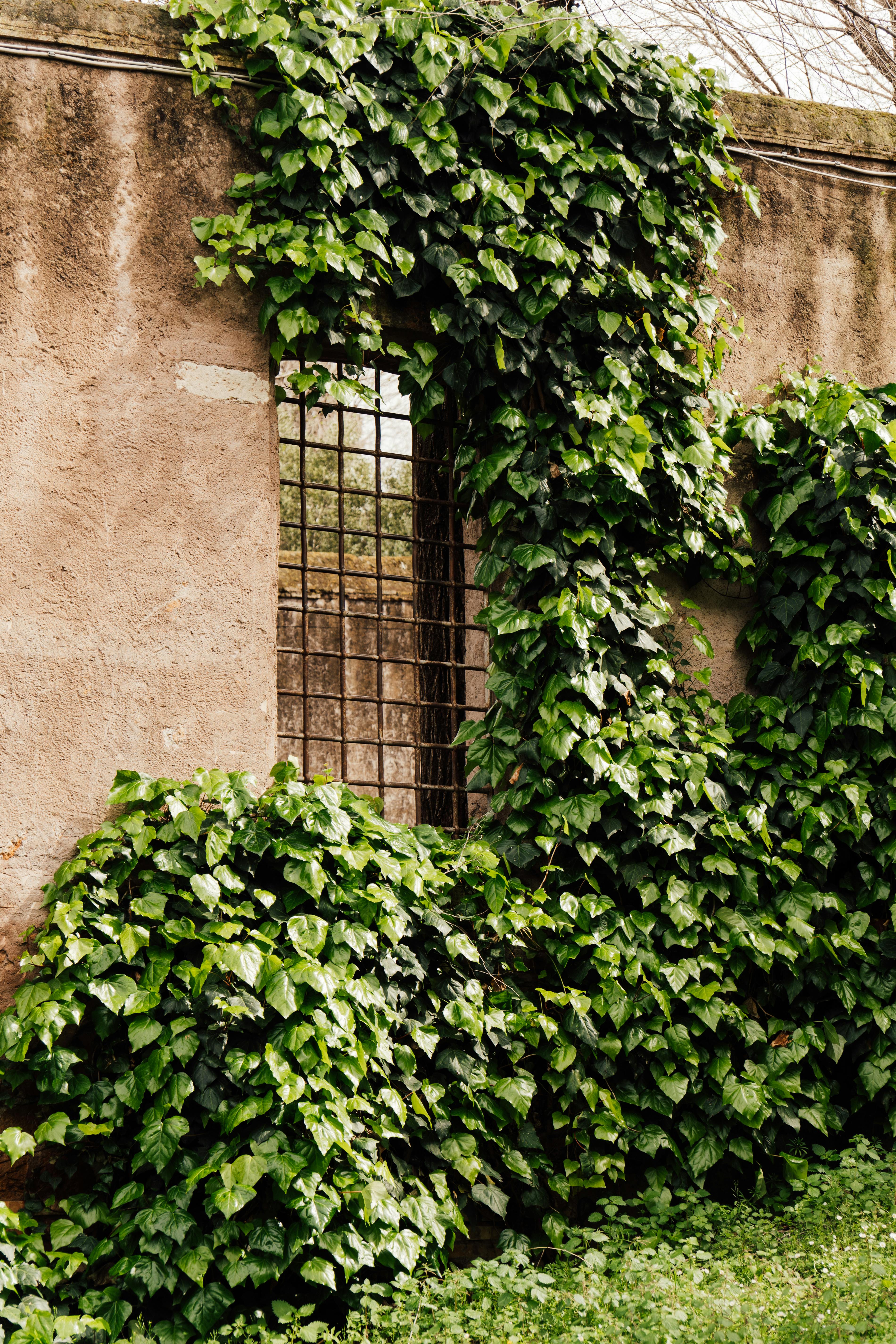 A Clinging Plant on the Wall · Free Stock Photo