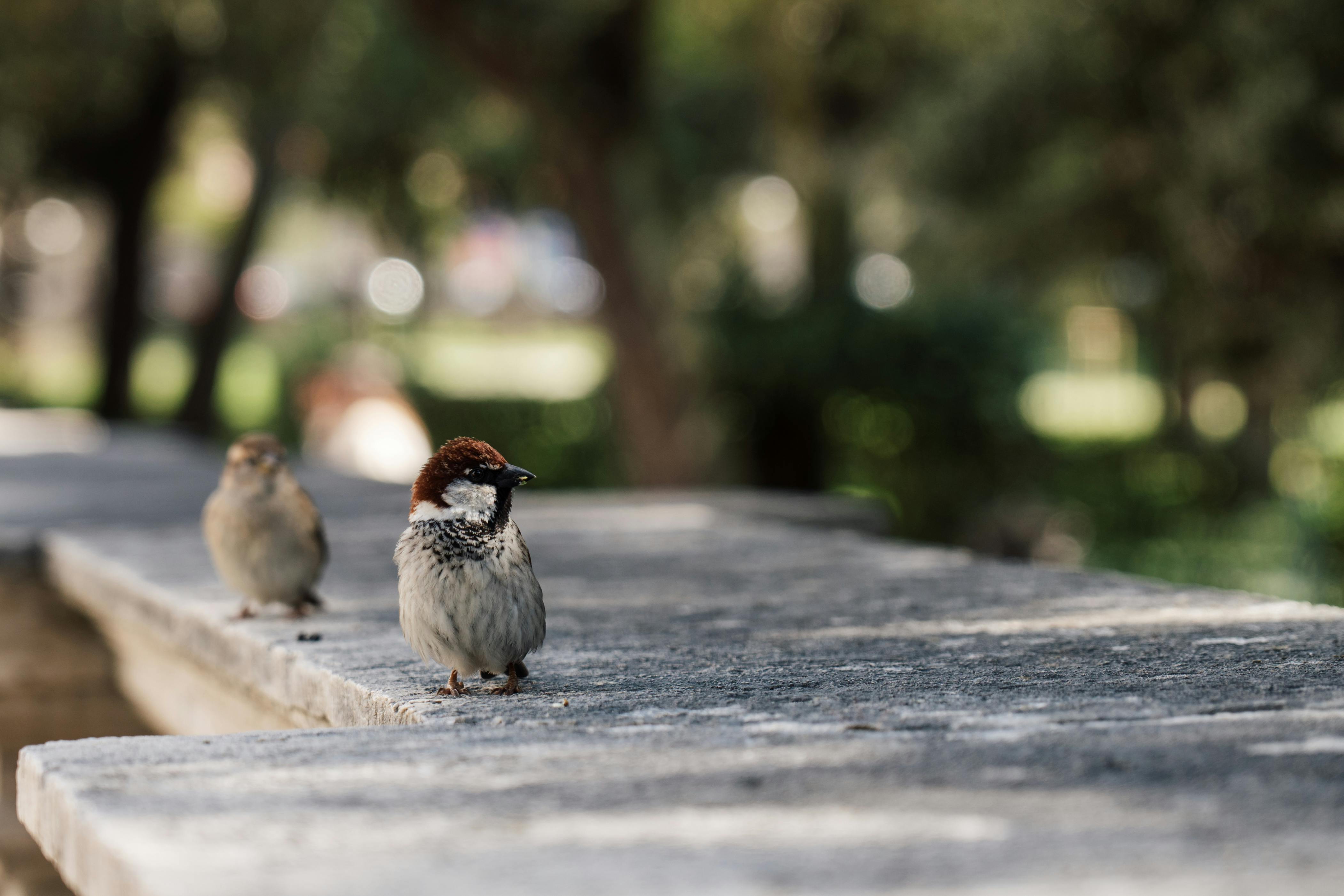 Sparrows on Wall · Free Stock Photo