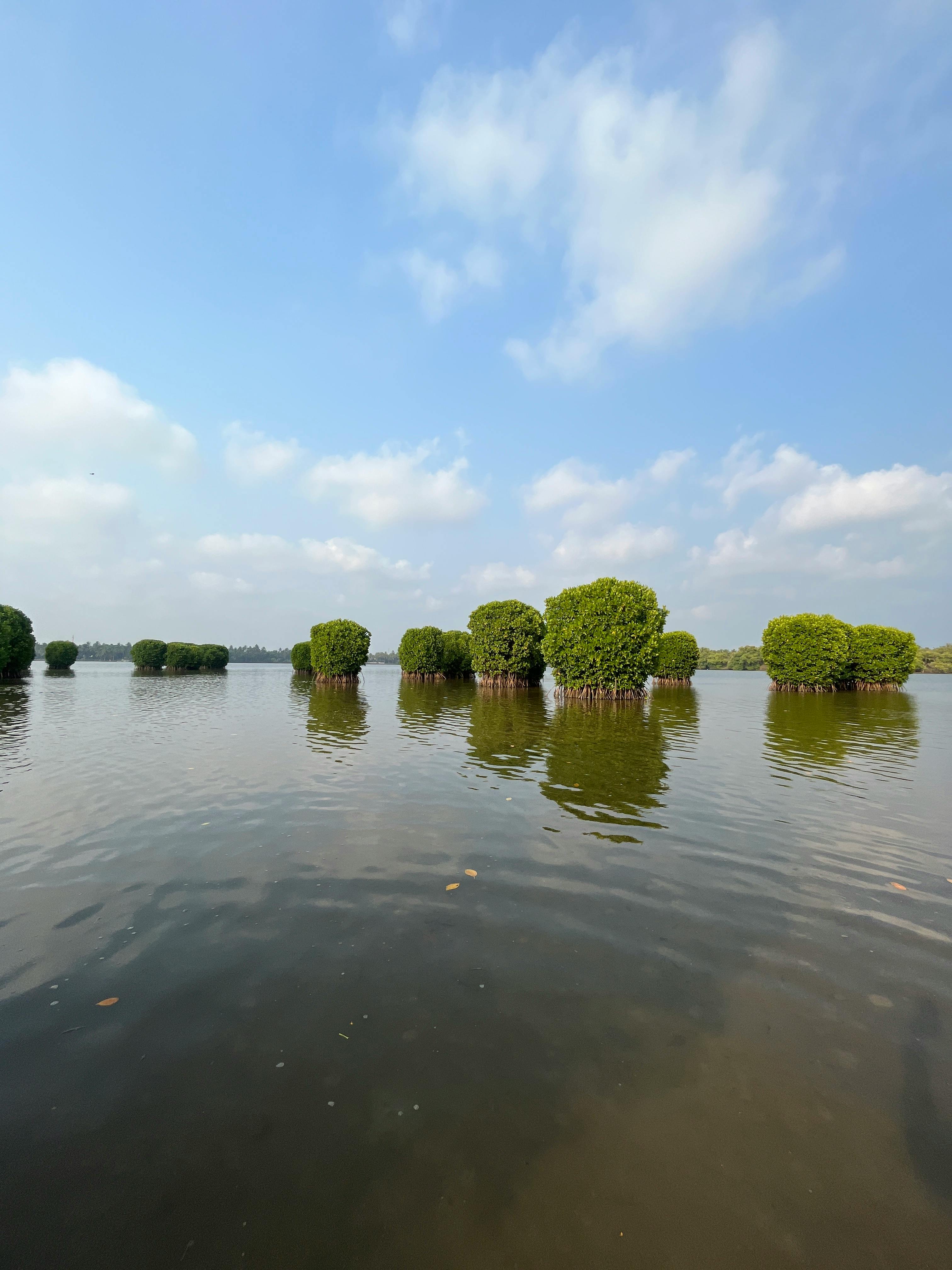 Lake Through Trees Photos, Download The BEST Free Lake Through Trees ...
