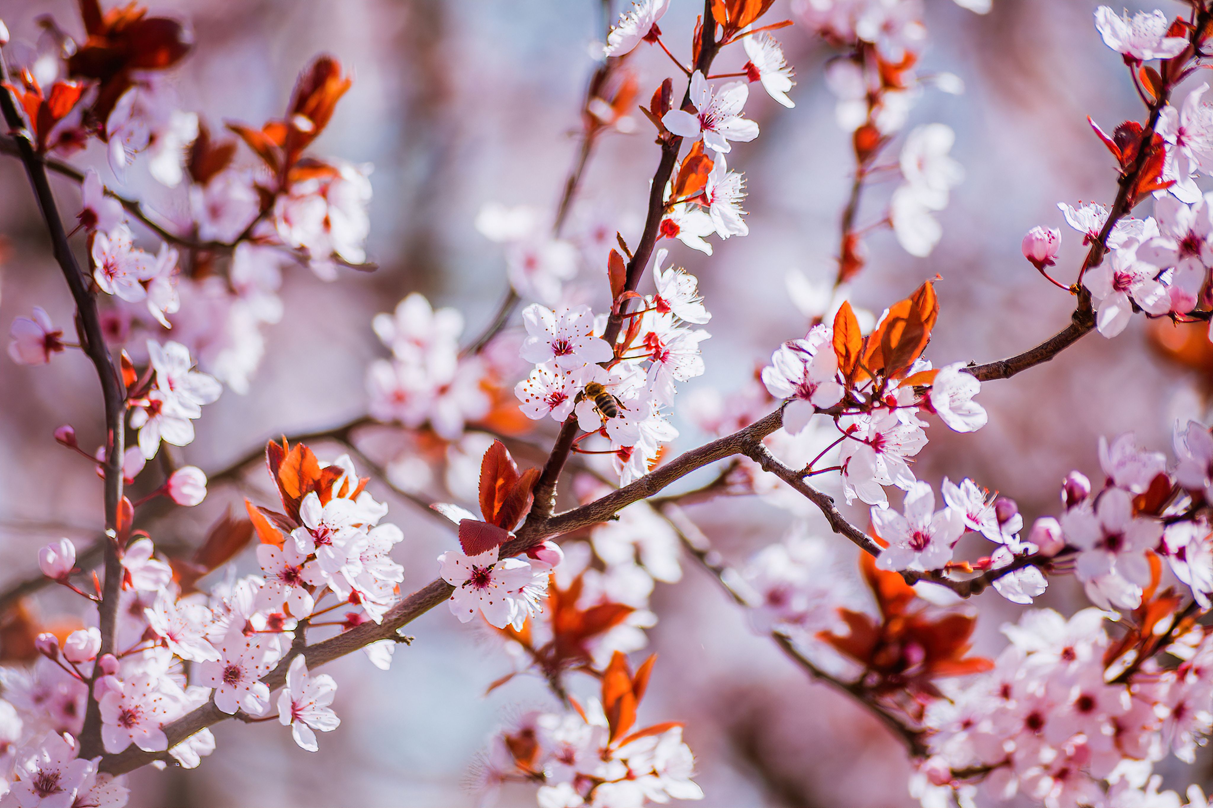 Cherry Blossoms in Spring · Free Stock Photo