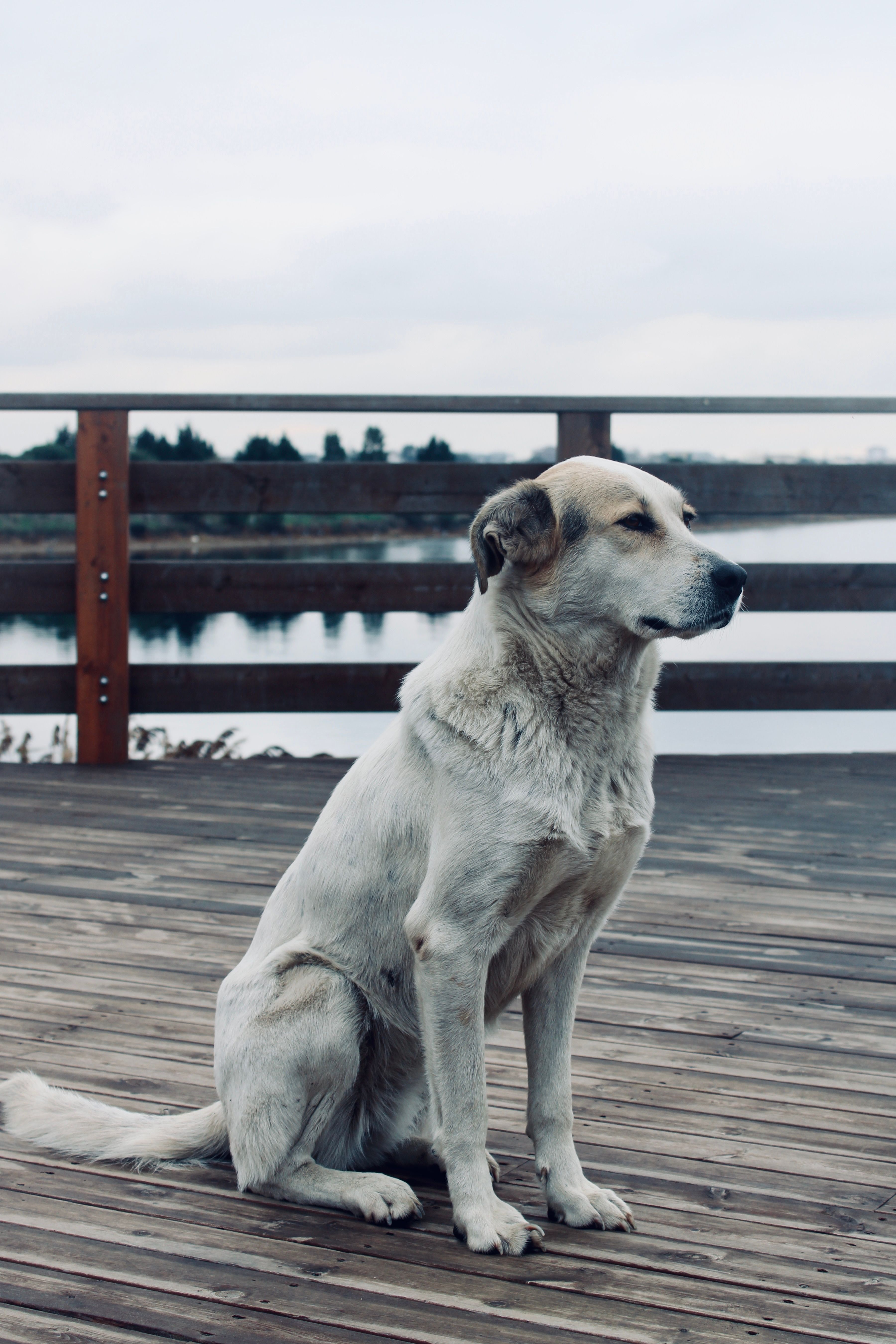 Dog Sitting and Looking Up · Free Stock Photo