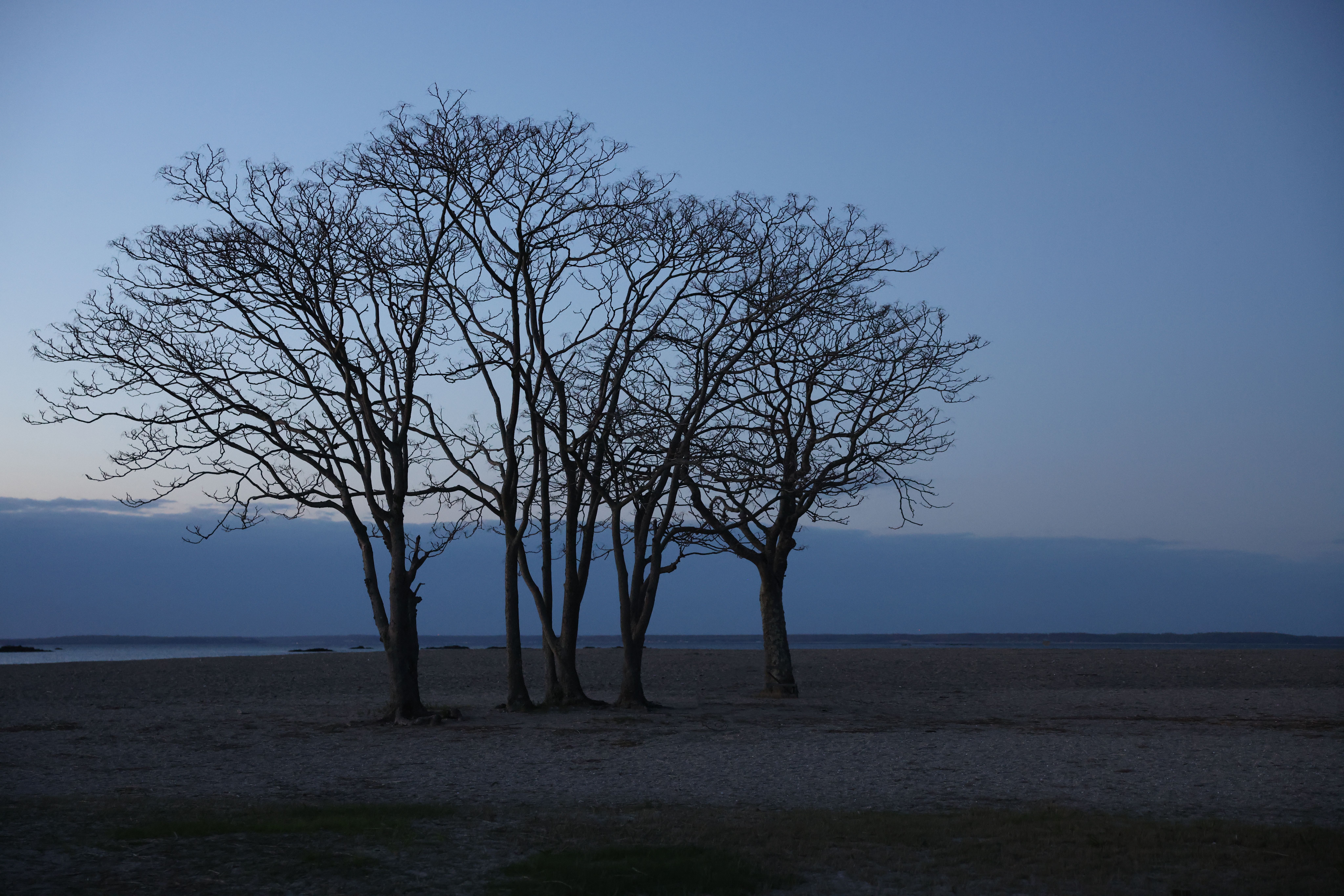 Leafless Tree on an Empty Beach at Dusk · Free Stock Photo