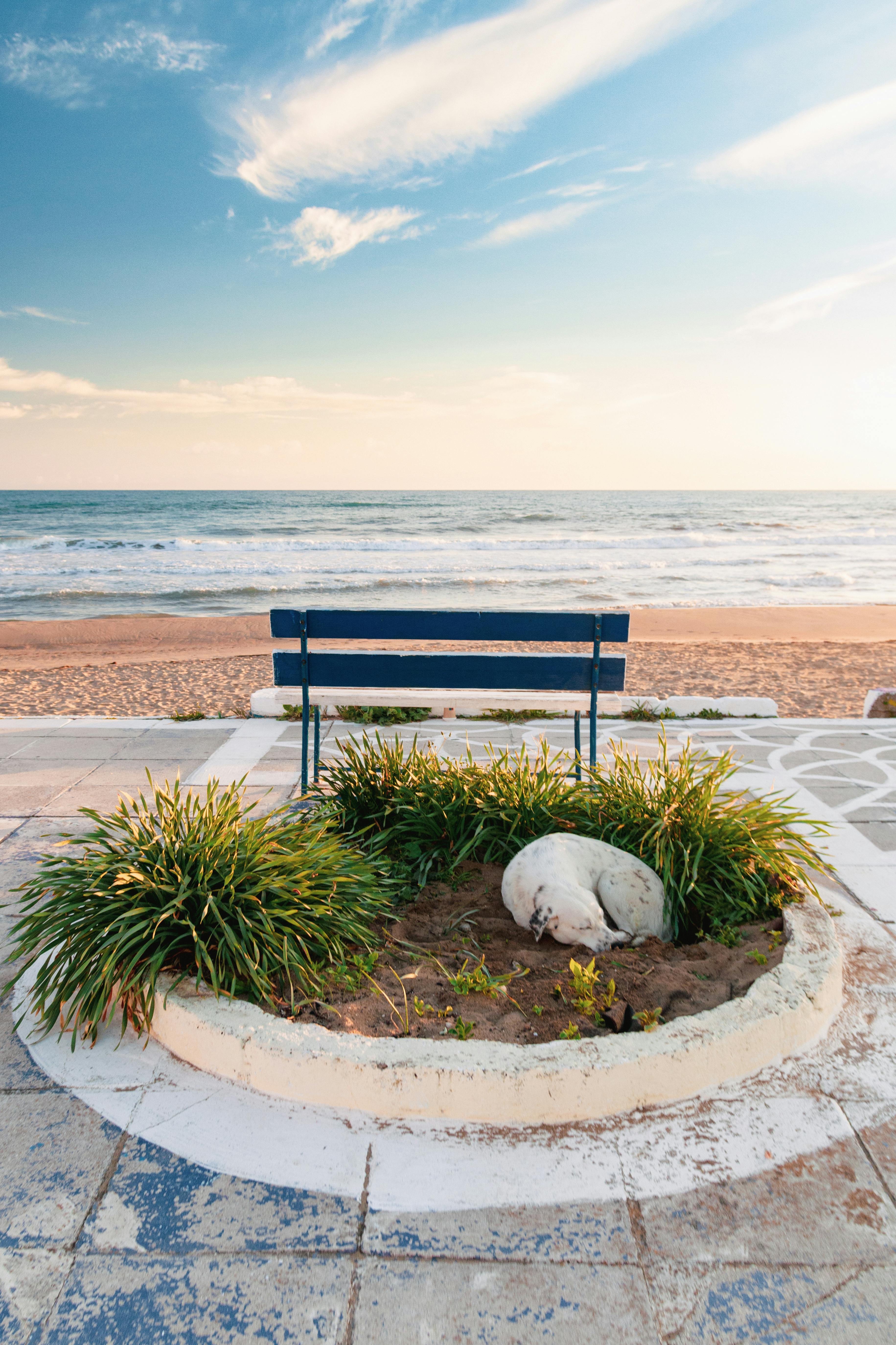 Bench In The Beach Photos, Download The BEST Free Bench In The Beach ...