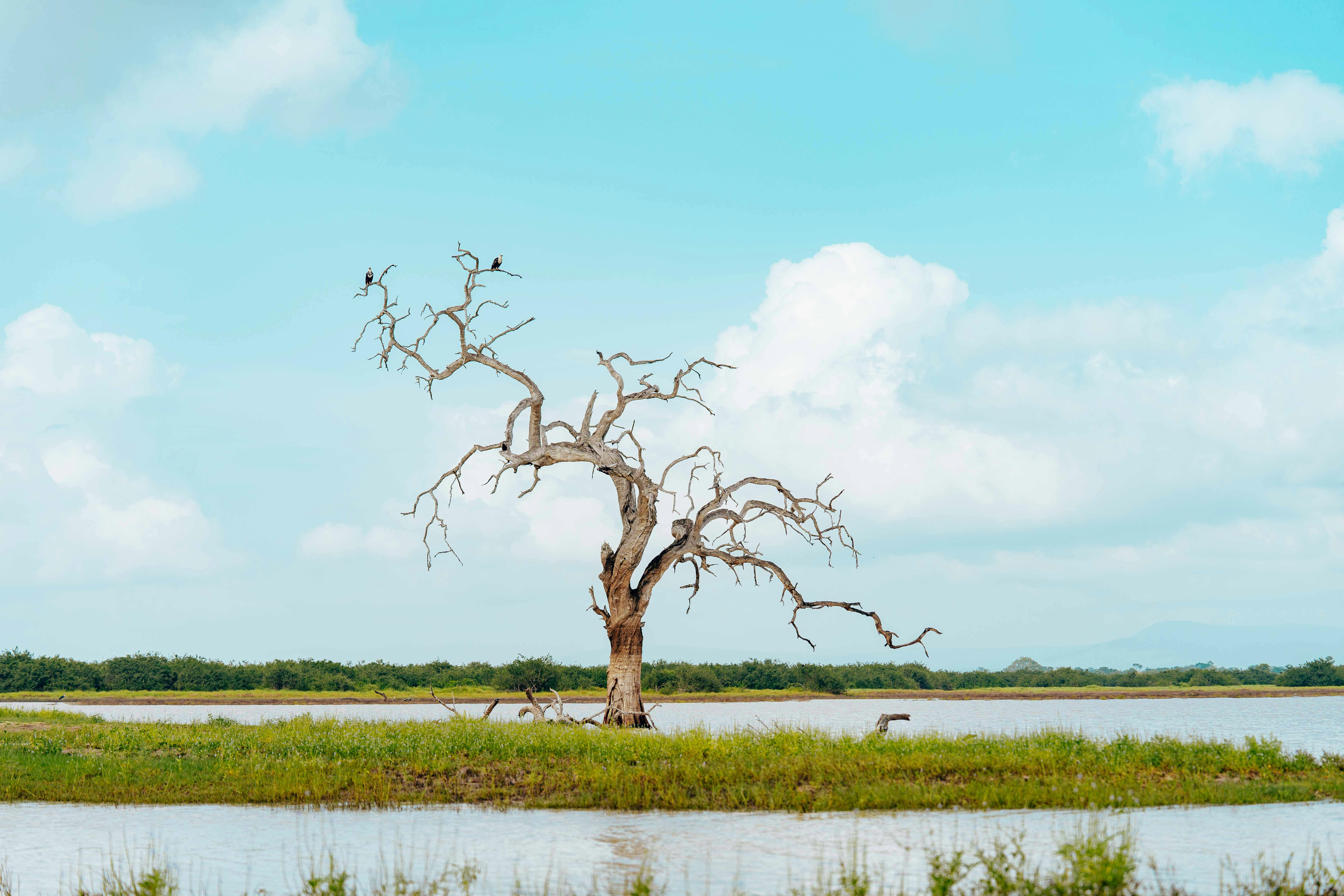 Dead Tree Standing on a Riverbank · Free Stock Photo