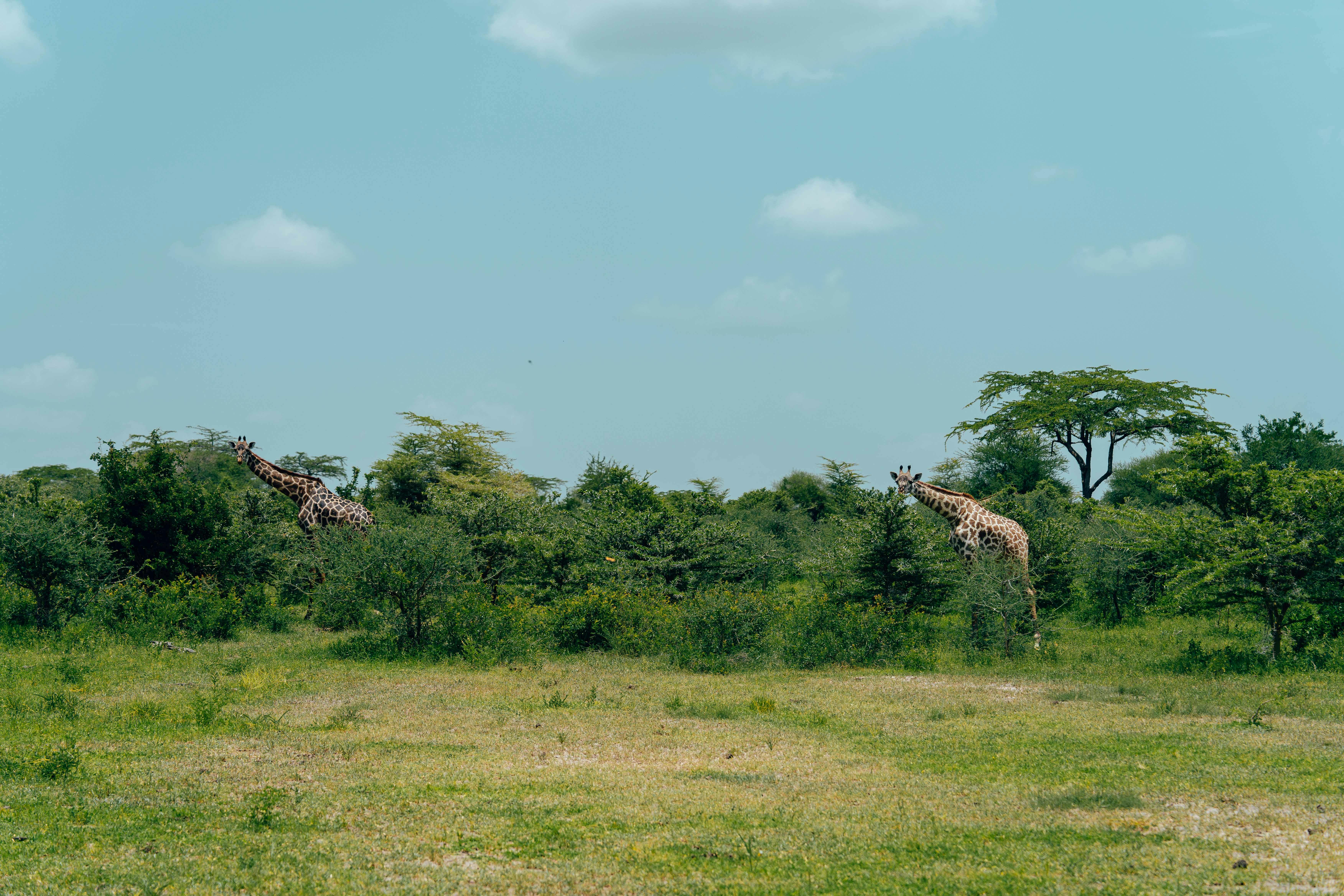 Three Giraffes on Land · Free Stock Photo