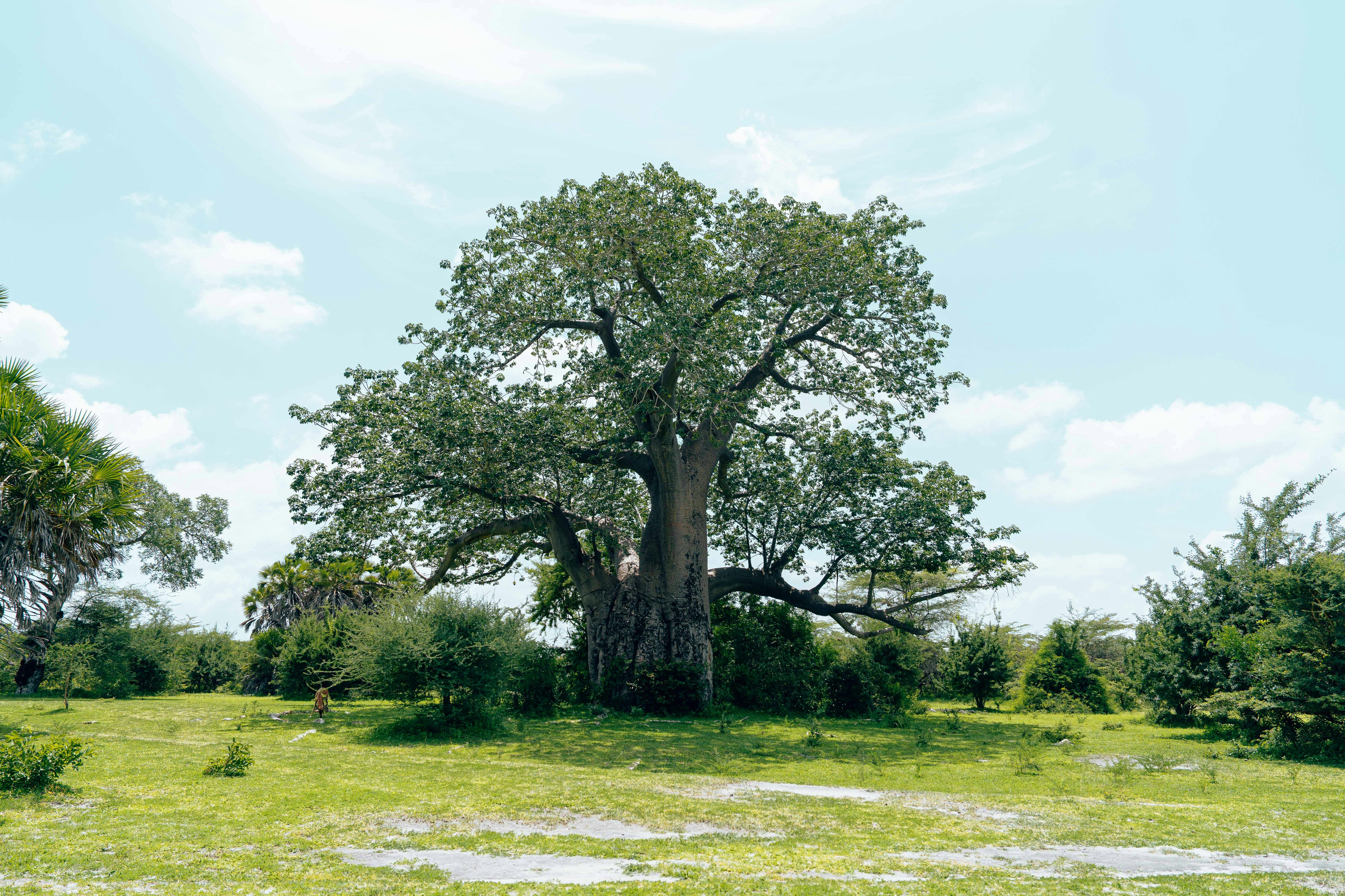 Baobab Tree Photos, Download The BEST Free Baobab Tree Stock Photos ...