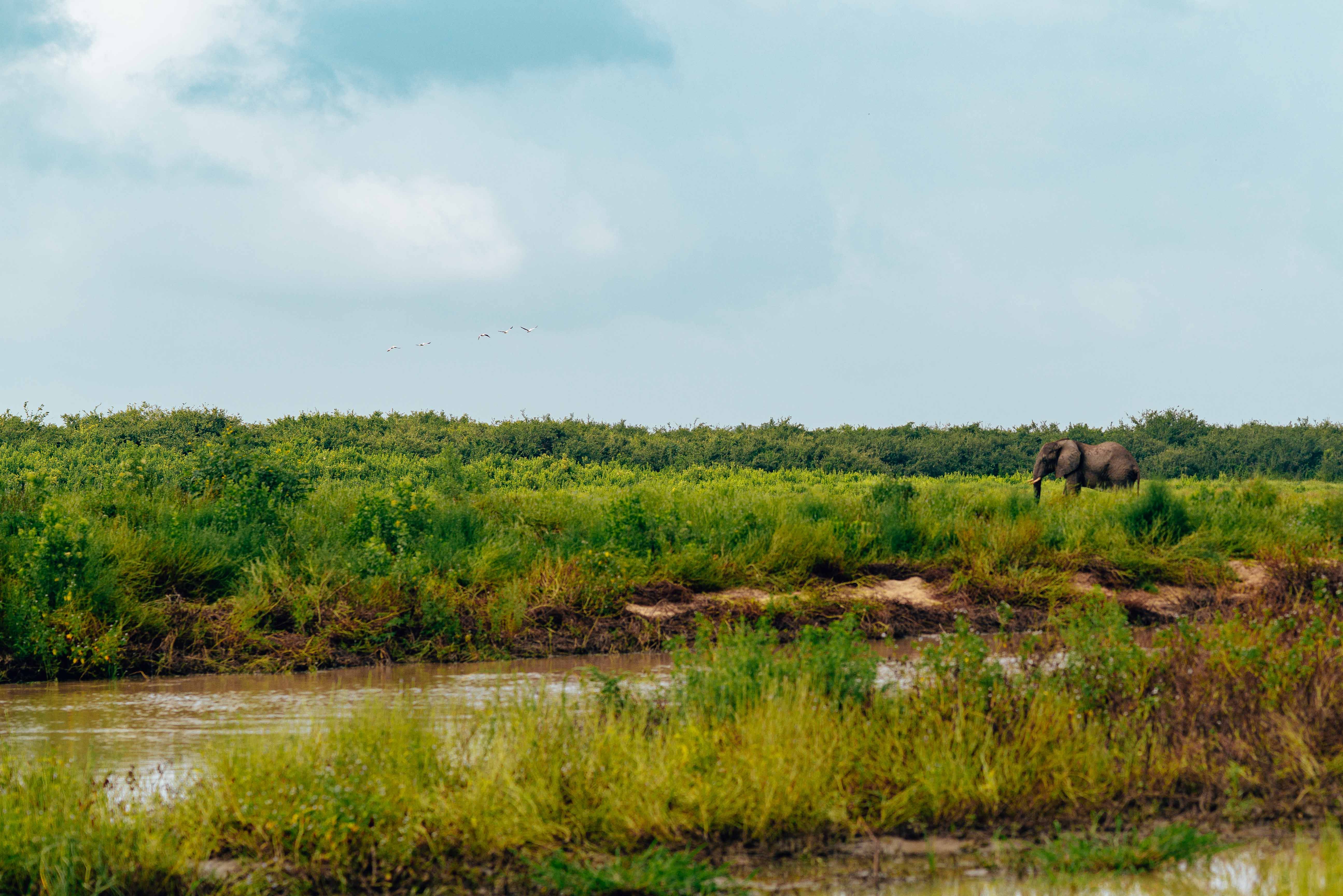 Bushes around River with Elephant behind · Free Stock Photo