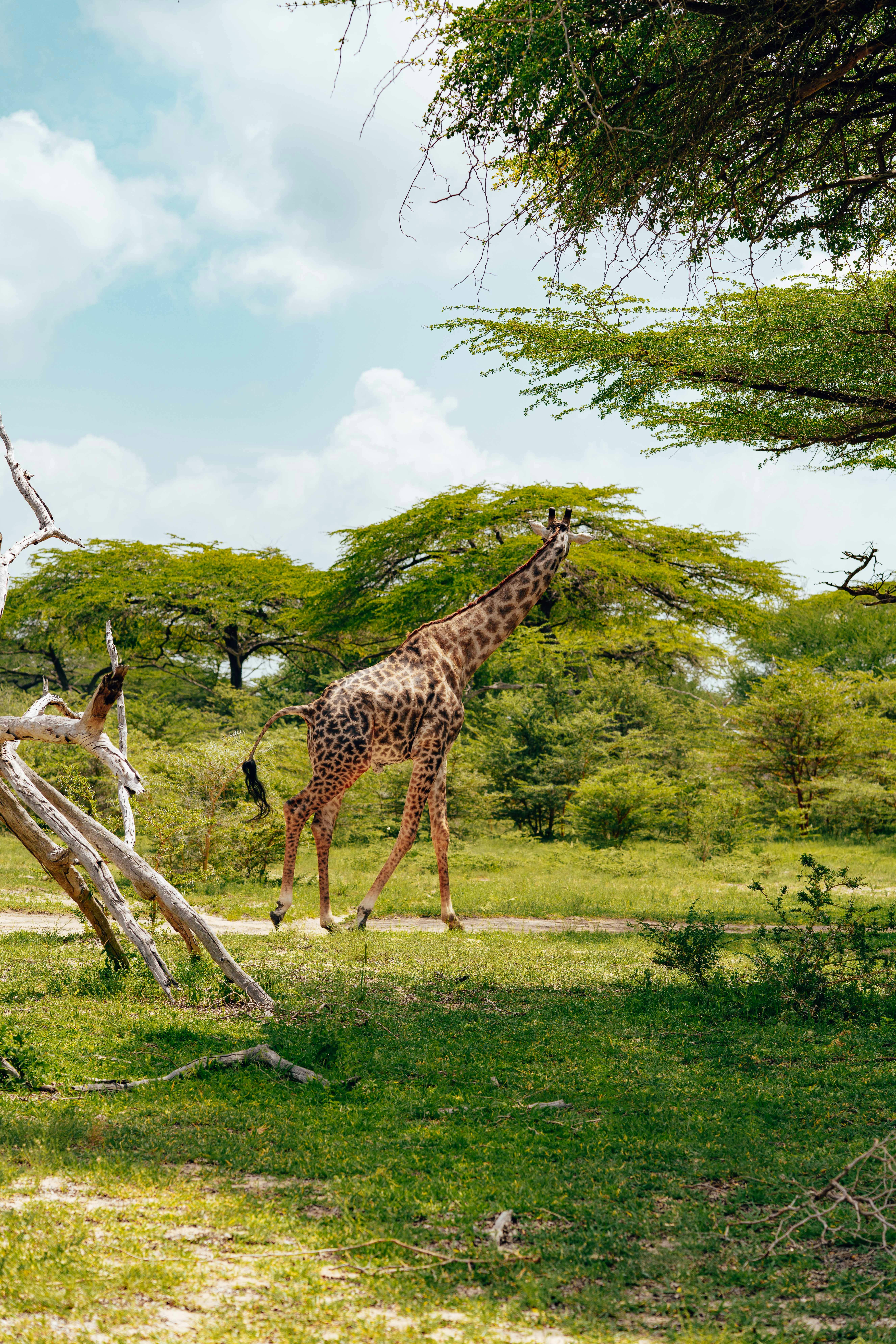 Group of Giraffe Surrounded by the Green Trees · Free Stock Photo