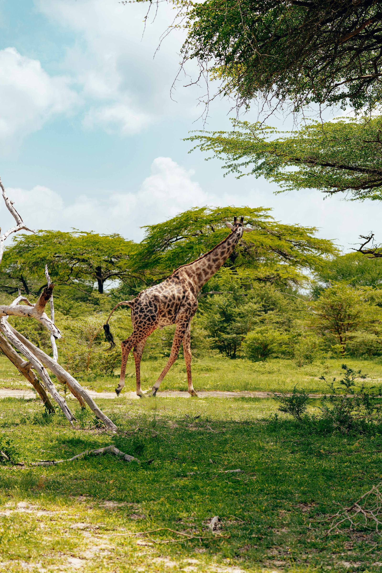 Forest Giraffe Photos, Download The BEST Free Forest Giraffe Stock ...