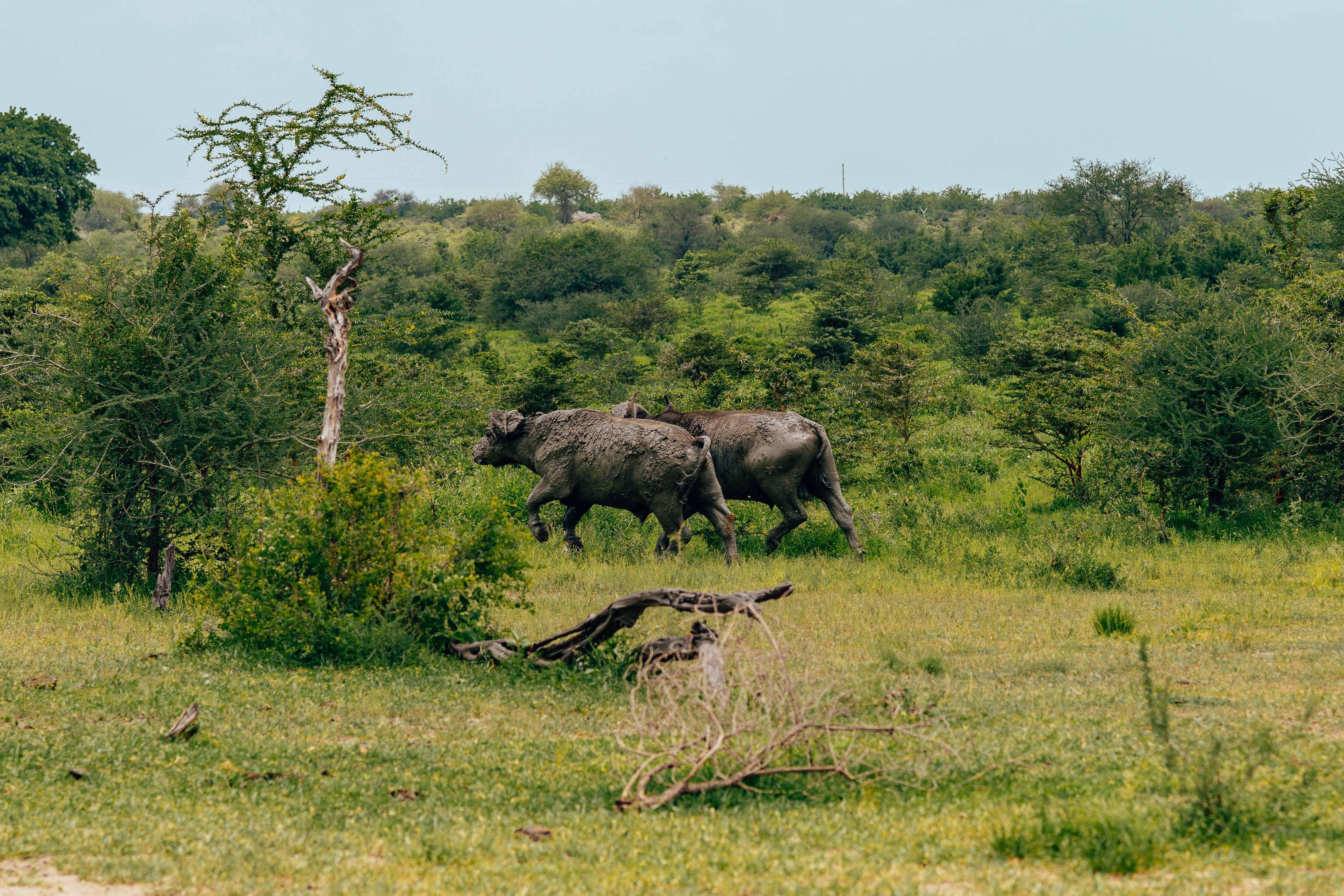 Two Buffaloes on Safari · Free Stock Photo