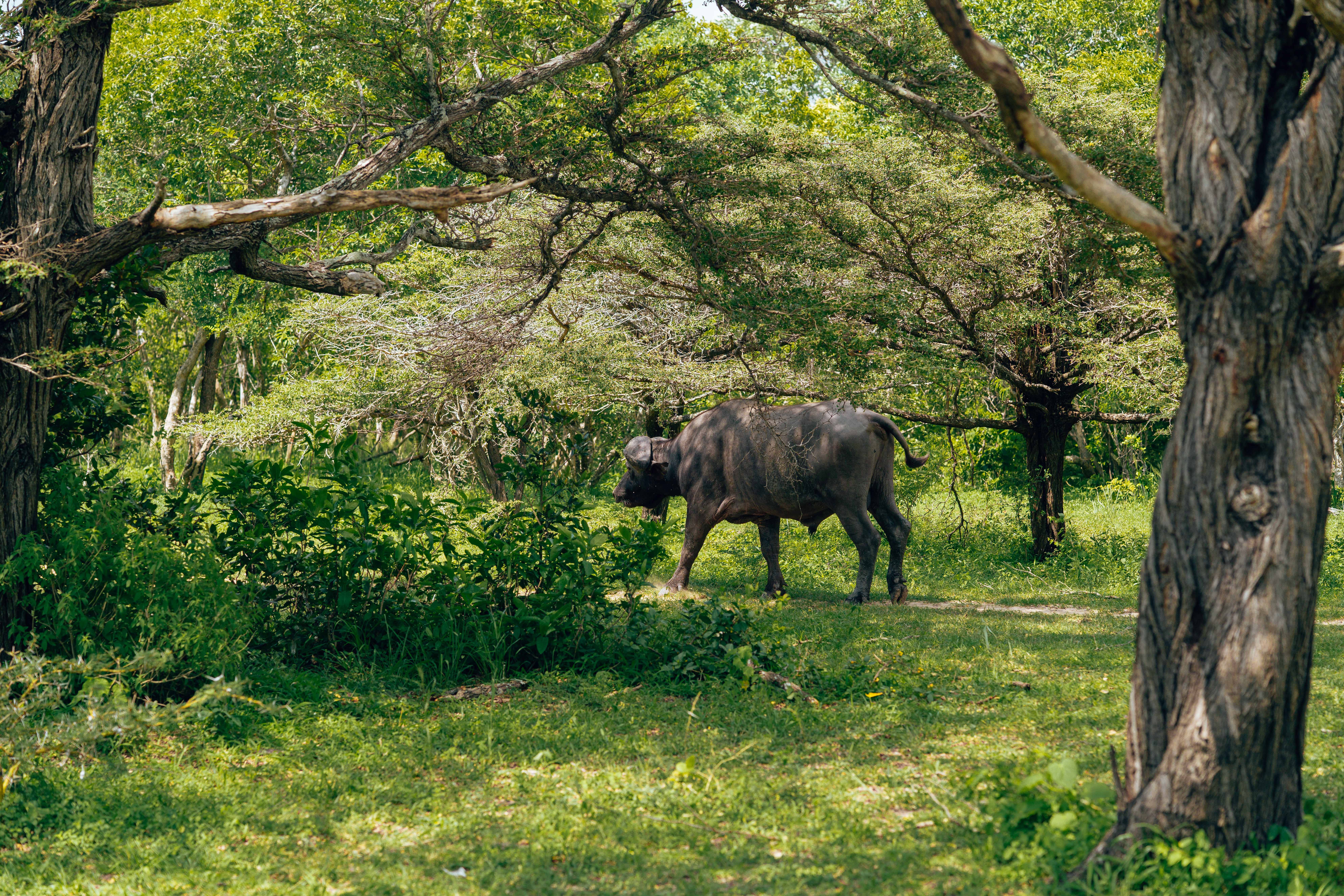 Carabao in Nature · Free Stock Photo