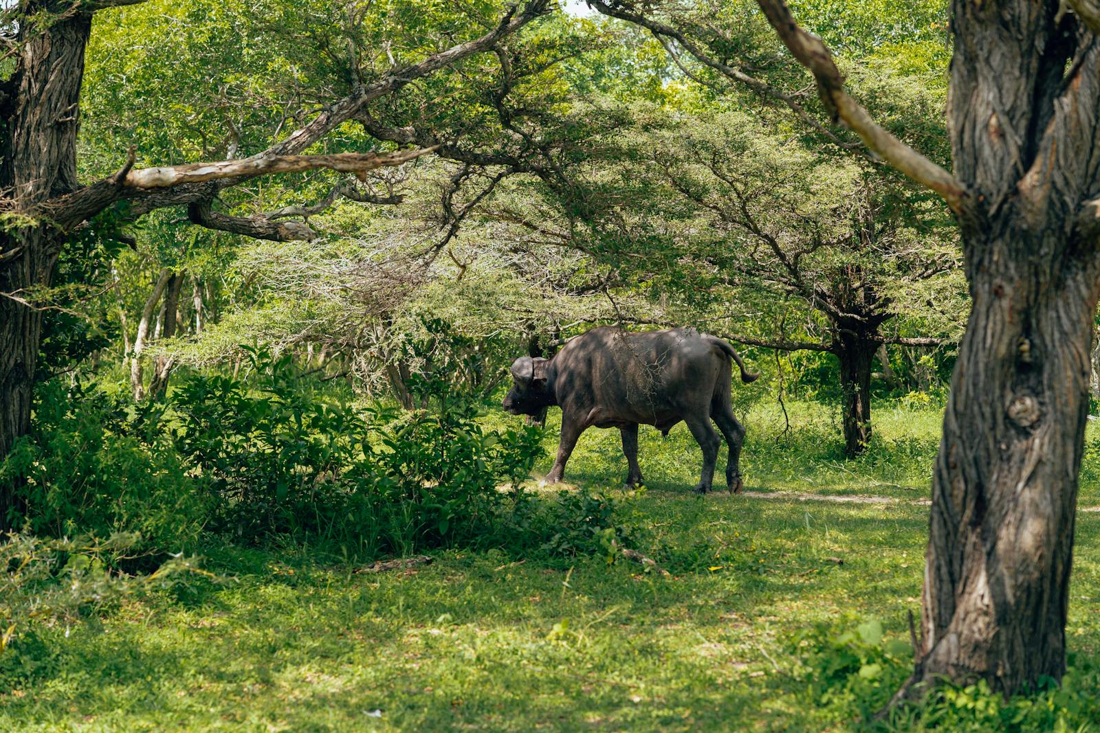 Carabao Photos, Download The BEST Free Carabao Stock Photos & HD Images