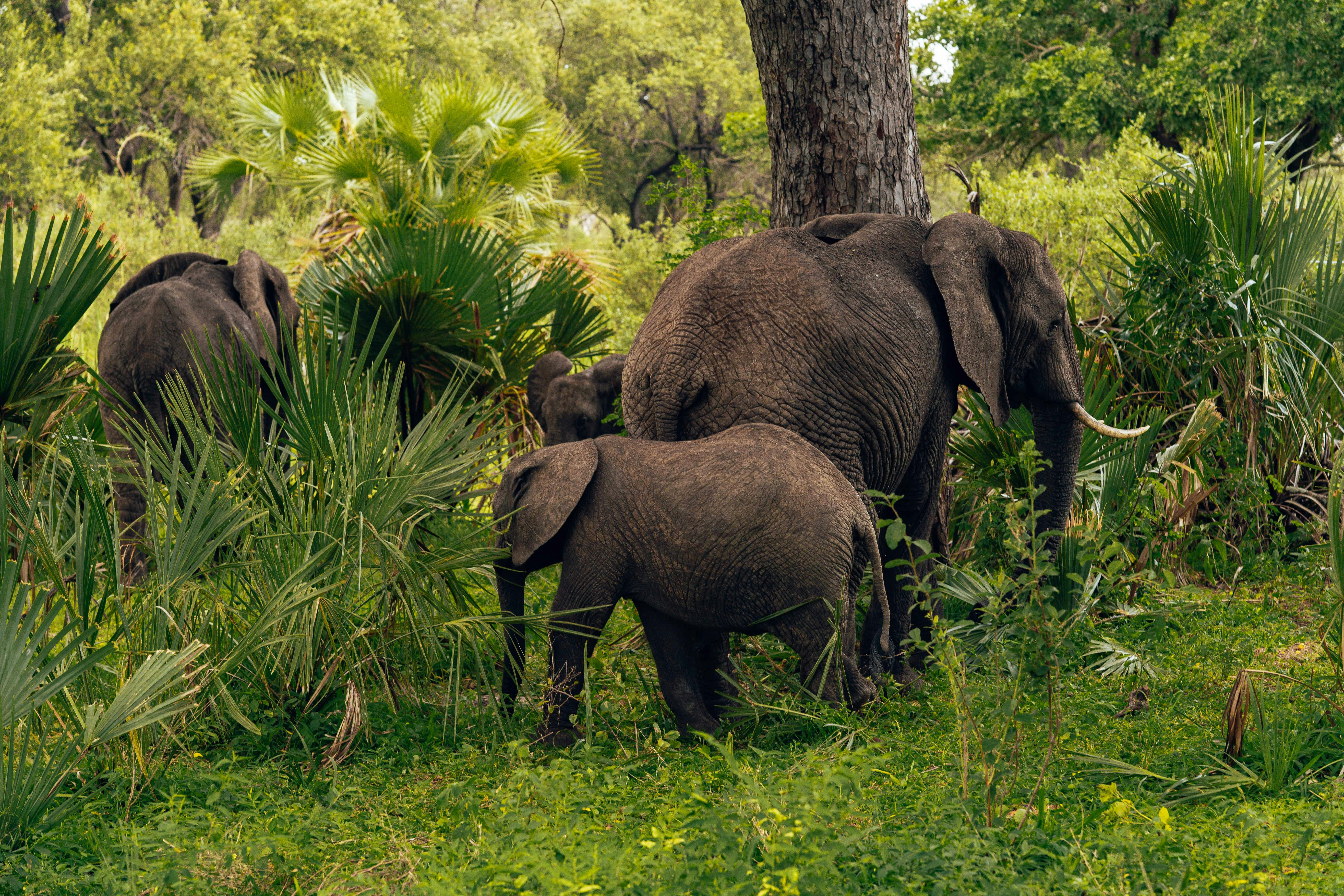Elephants in Nature · Free Stock Photo