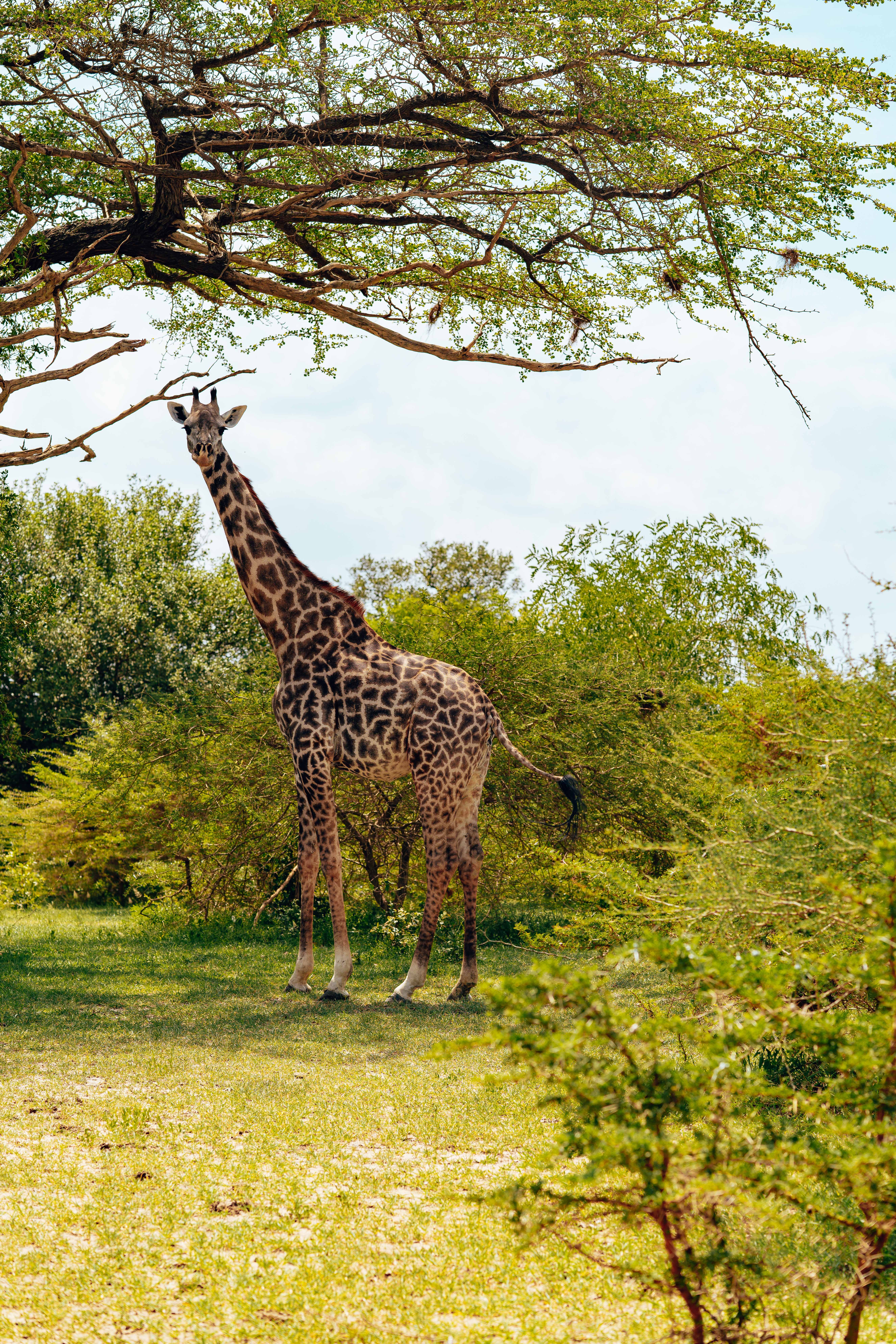 Foto de stock gratuita sobre áfrica, al aire libre, animal, animal alto ...