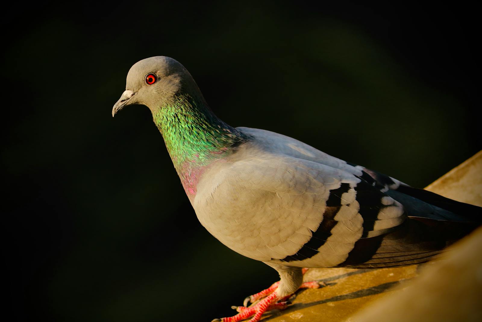 Pigeon Wallpaper Photos, Download The BEST Free Pigeon Wallpaper Stock ...