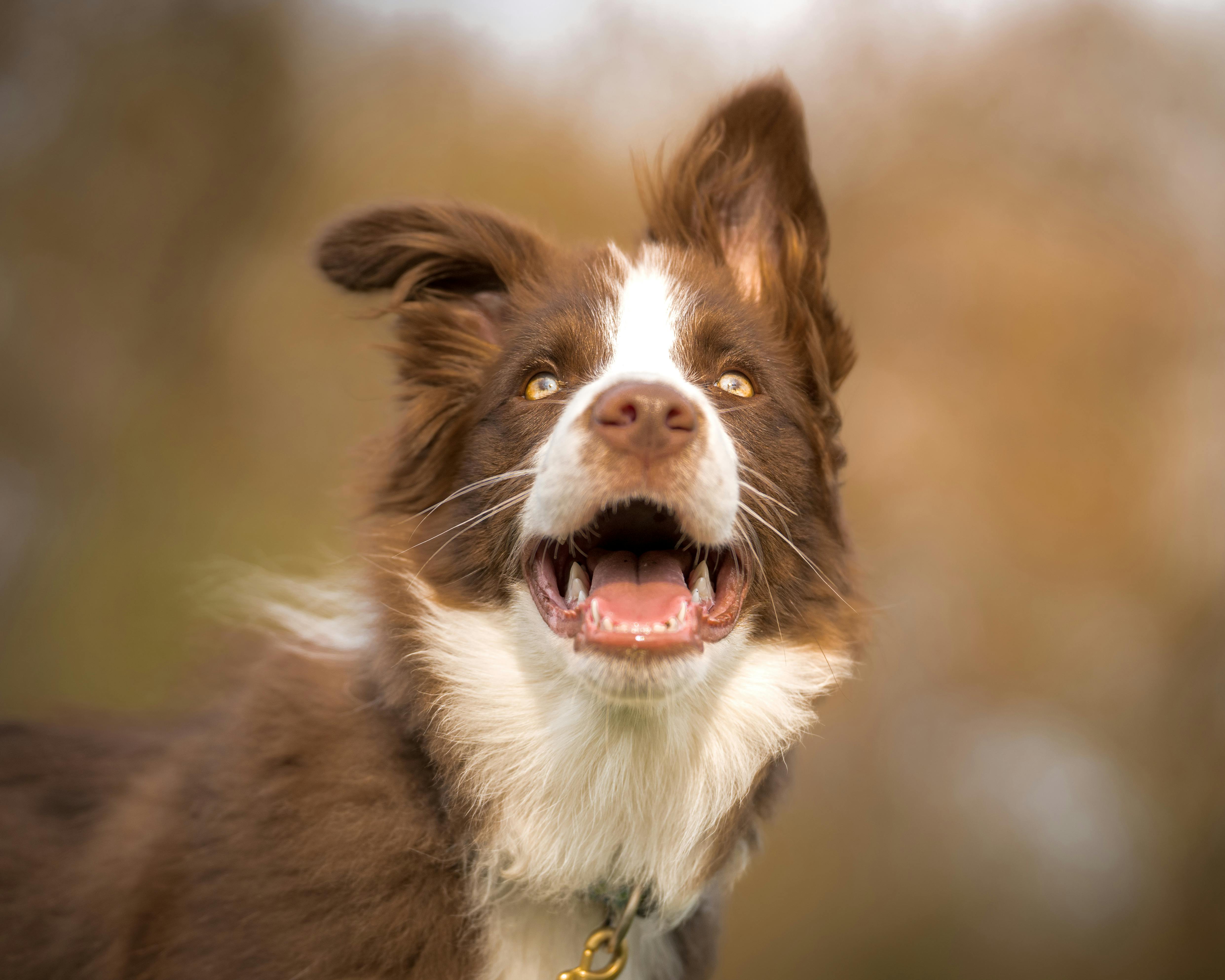 Collies as Service Dogs: A Comprehensive Guide