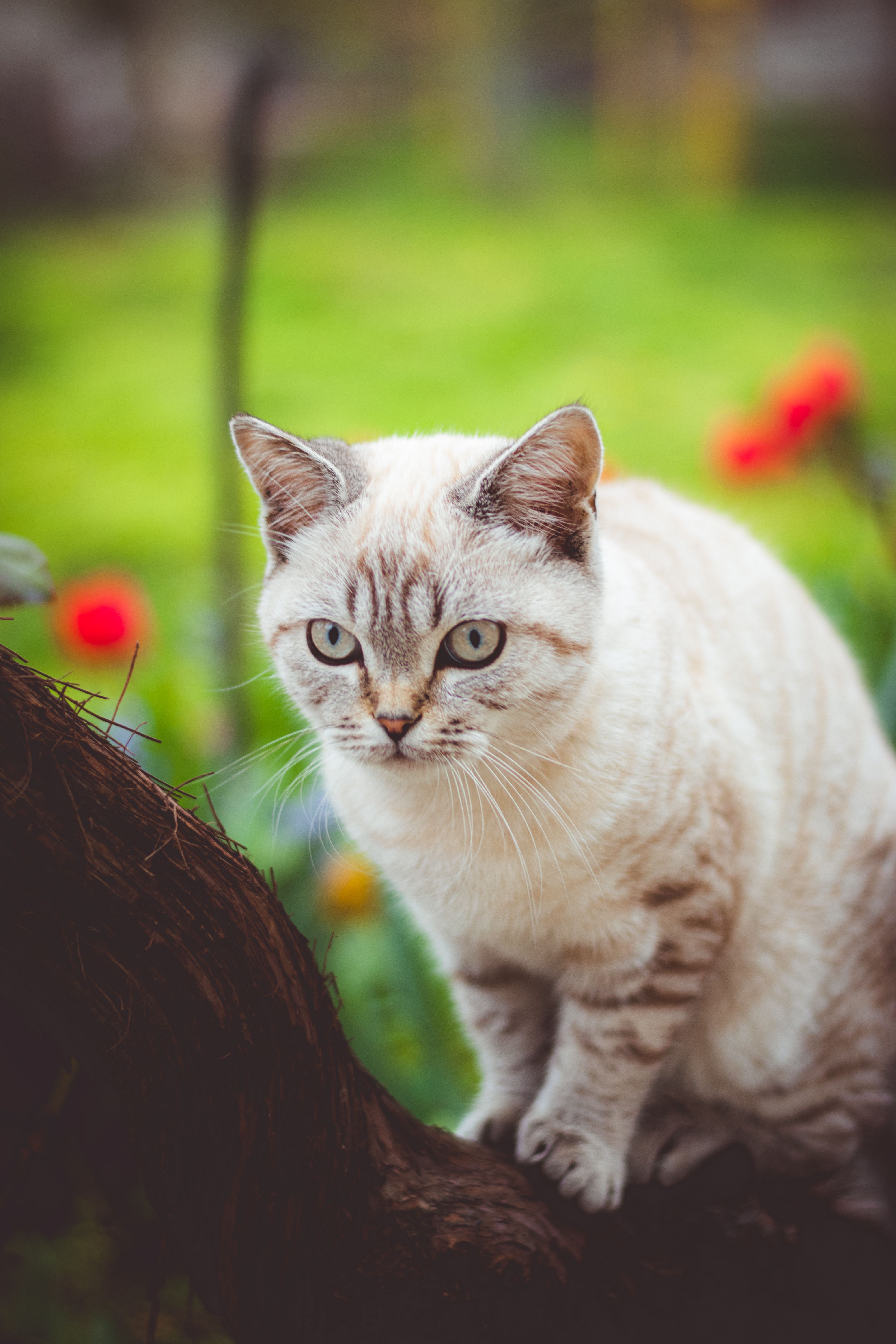 Close up of Cat · Free Stock Photo