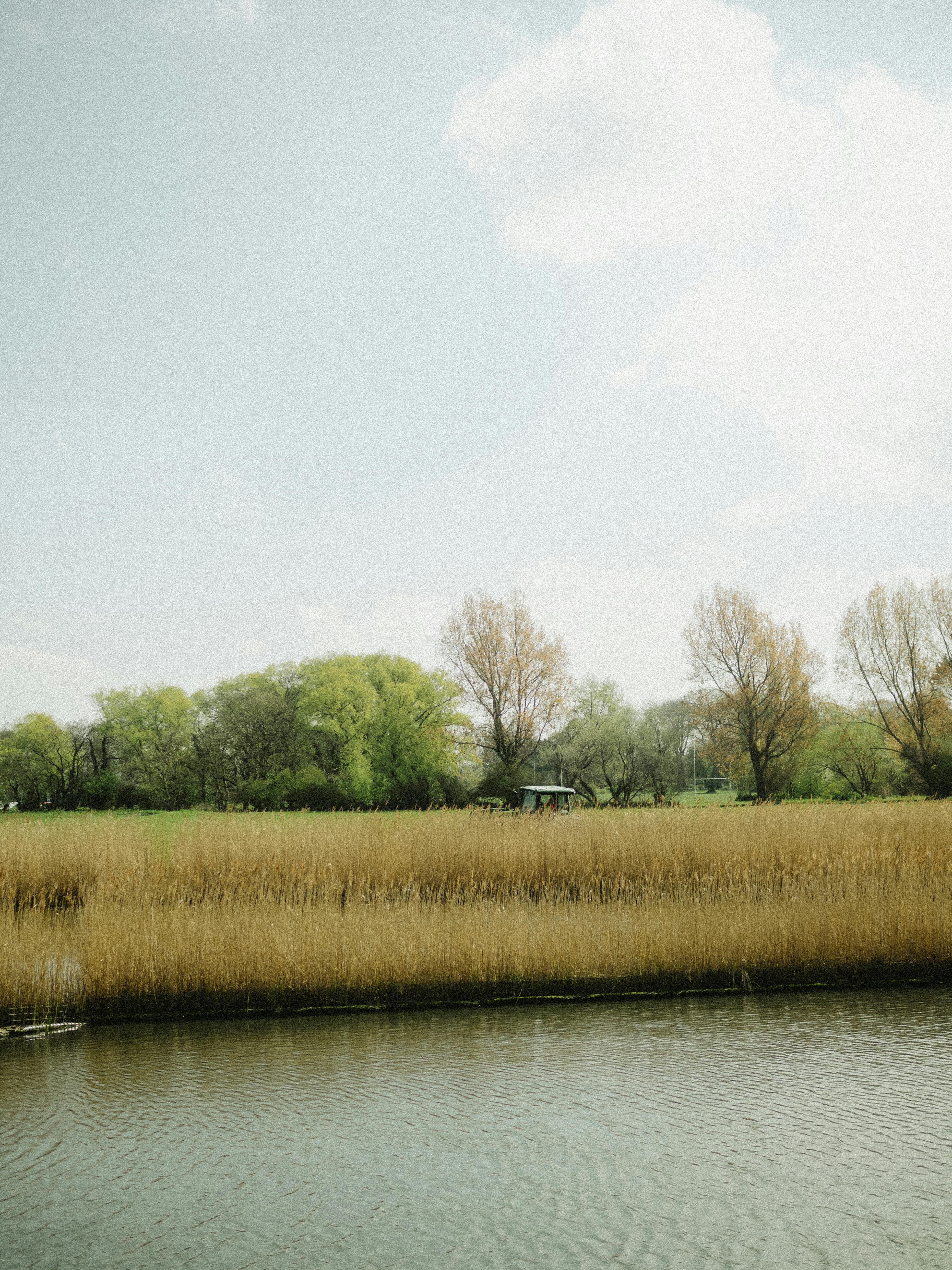 Reed on a Riverbank · Free Stock Photo