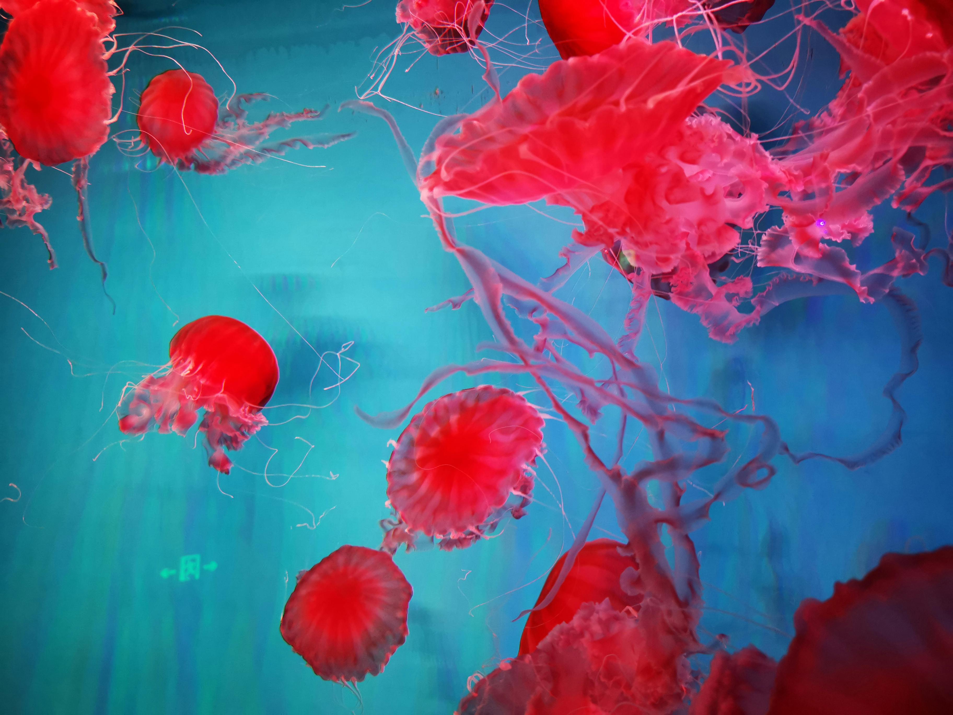 Underwater Trash Photos, Download The BEST Free Underwater Trash Stock ...