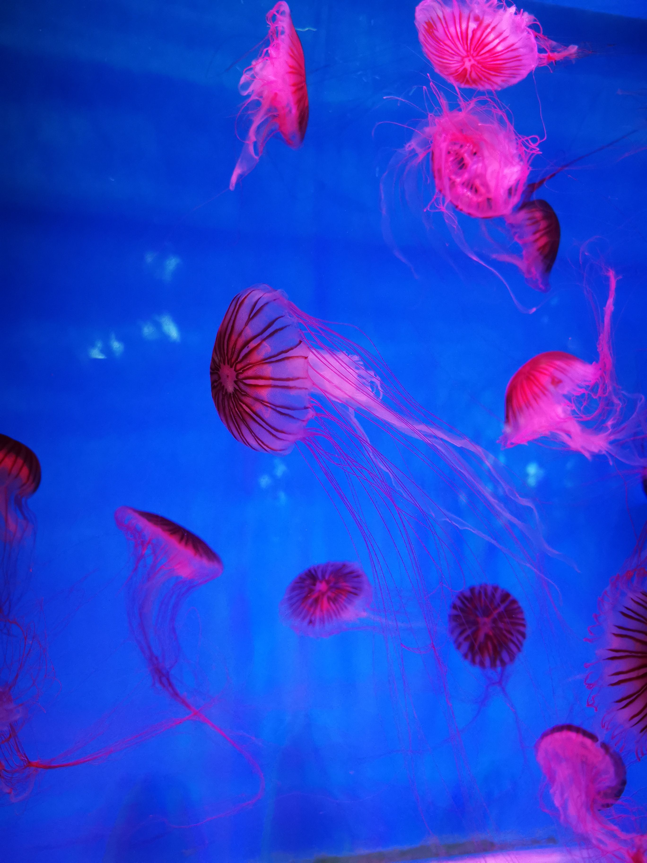 Close up of Jellyfish · Free Stock Photo
