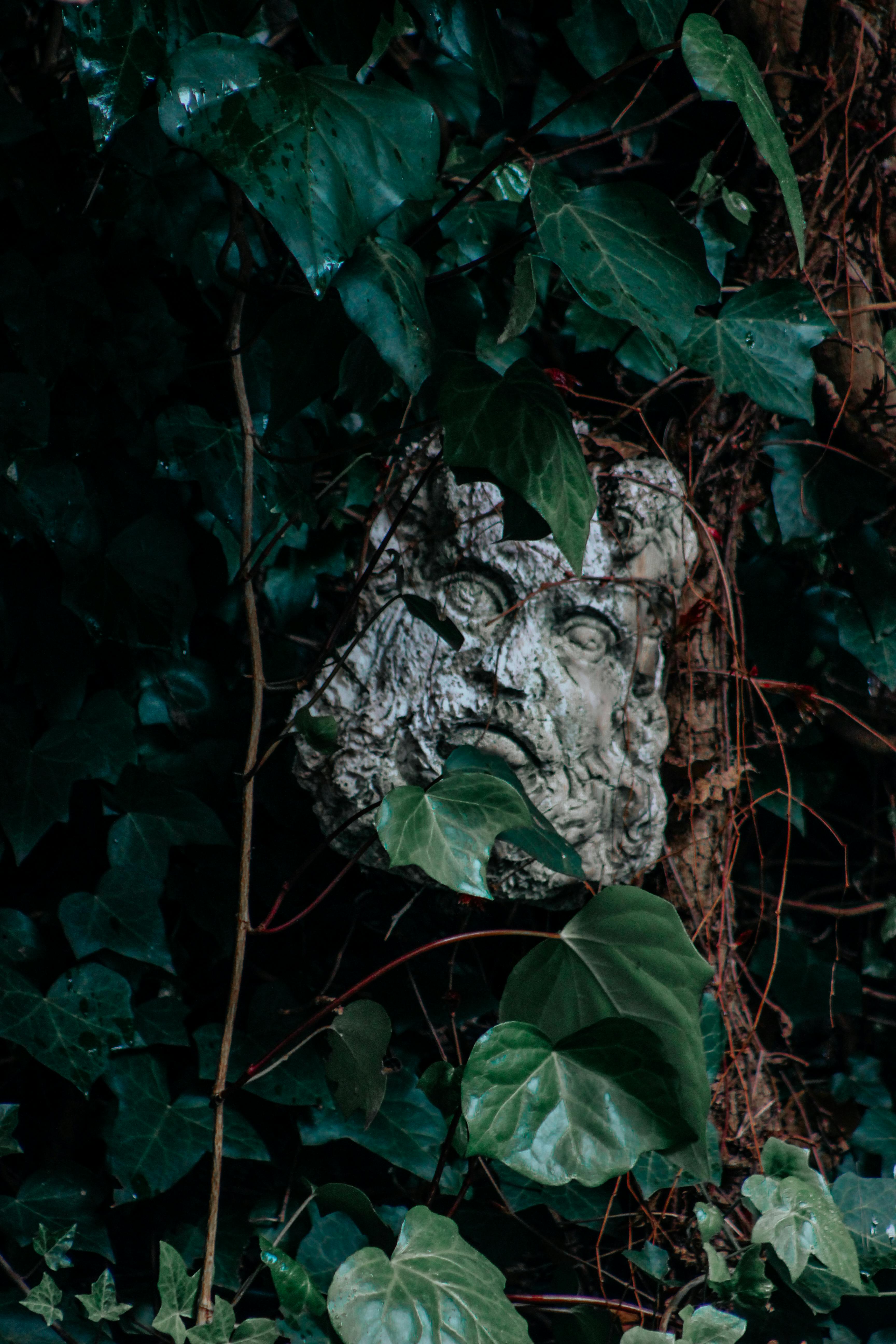 Ivy Loop Wiring Photos, Download The BEST Free Ivy Loop Wiring Stock ...