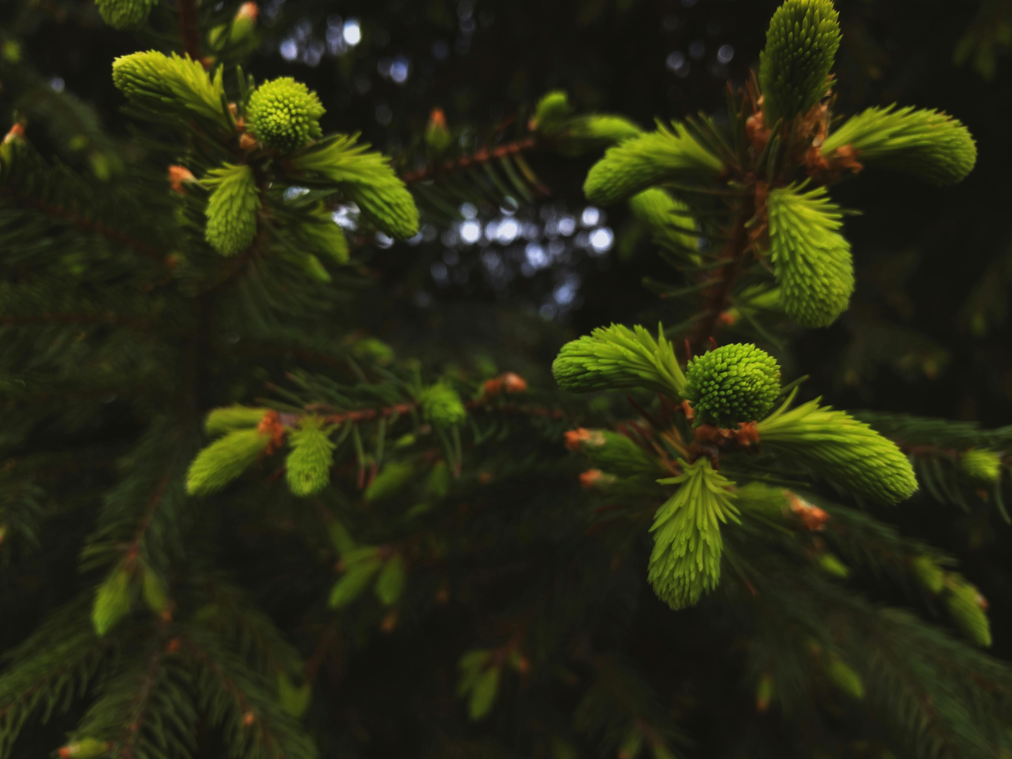 Close-up Photography Of Green Pine Tree · Free Stock Photo