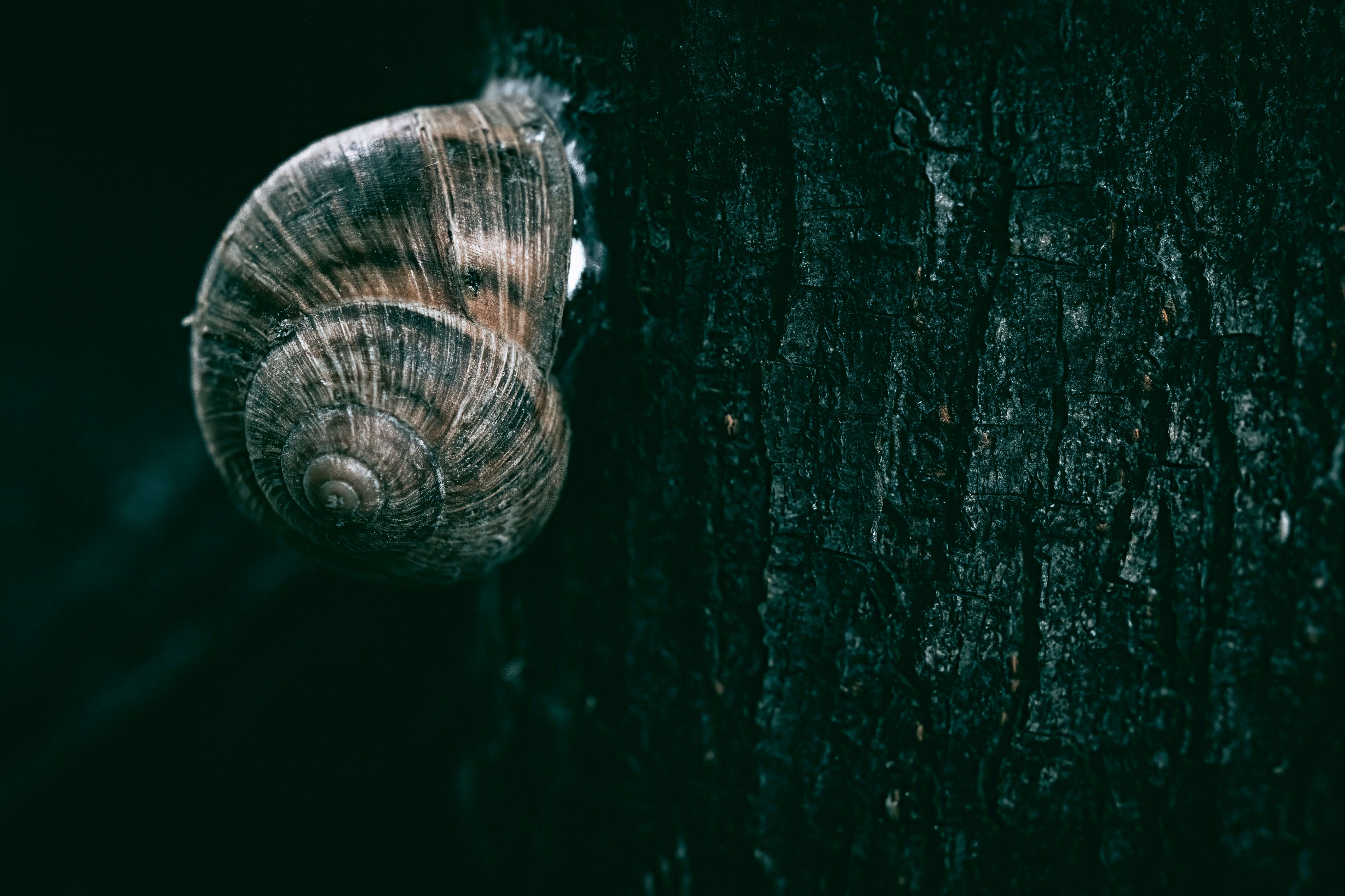 Snail on a Tree · Free Stock Photo