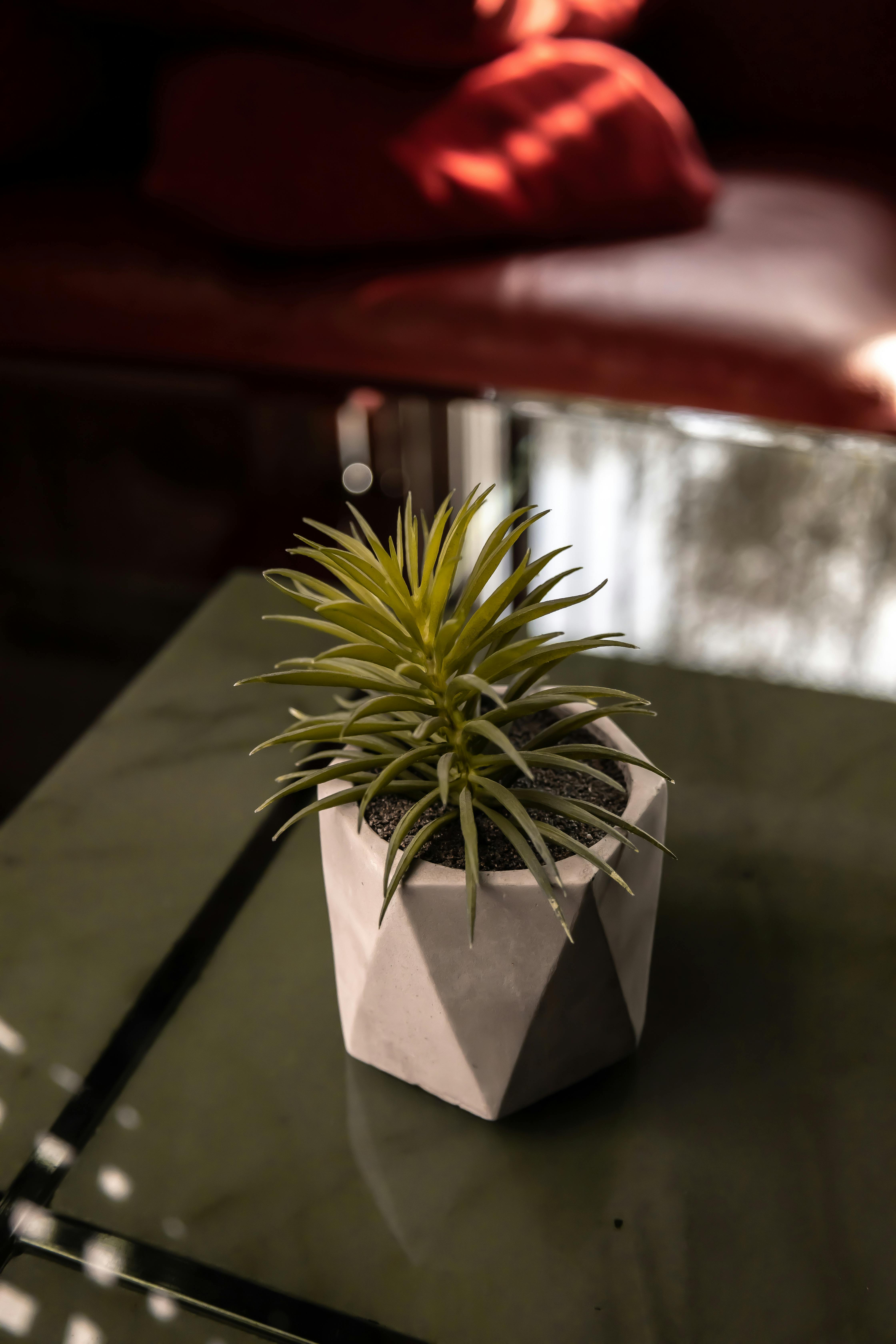 Potted Plant on Table · Free Stock Photo