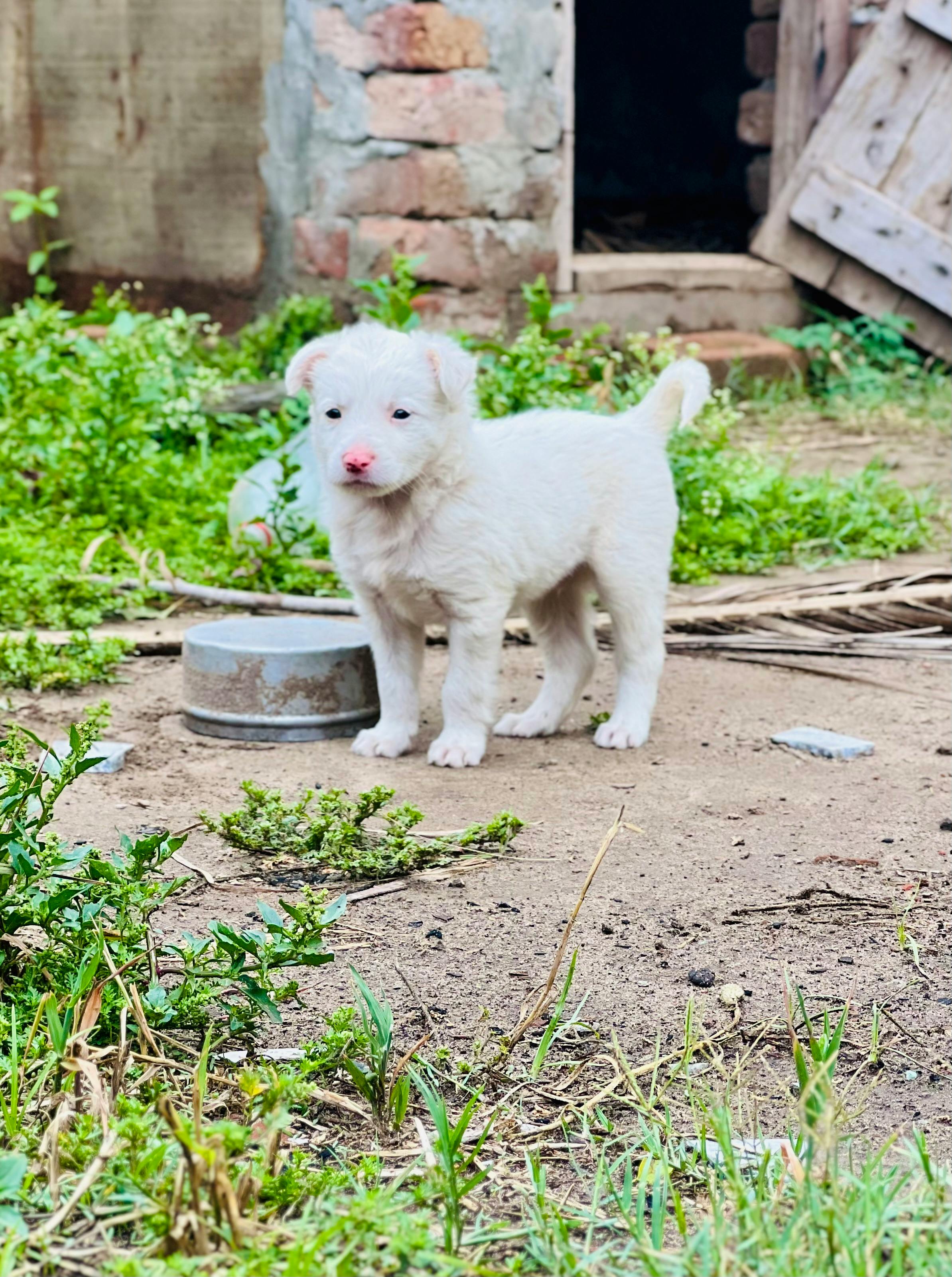 Pakistan Dog Photos, Download The BEST Free Pakistan Dog Stock Photos ...