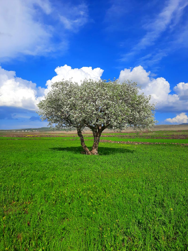 Apple Tree Field Photos, Download The BEST Free Apple Tree Field Stock ...