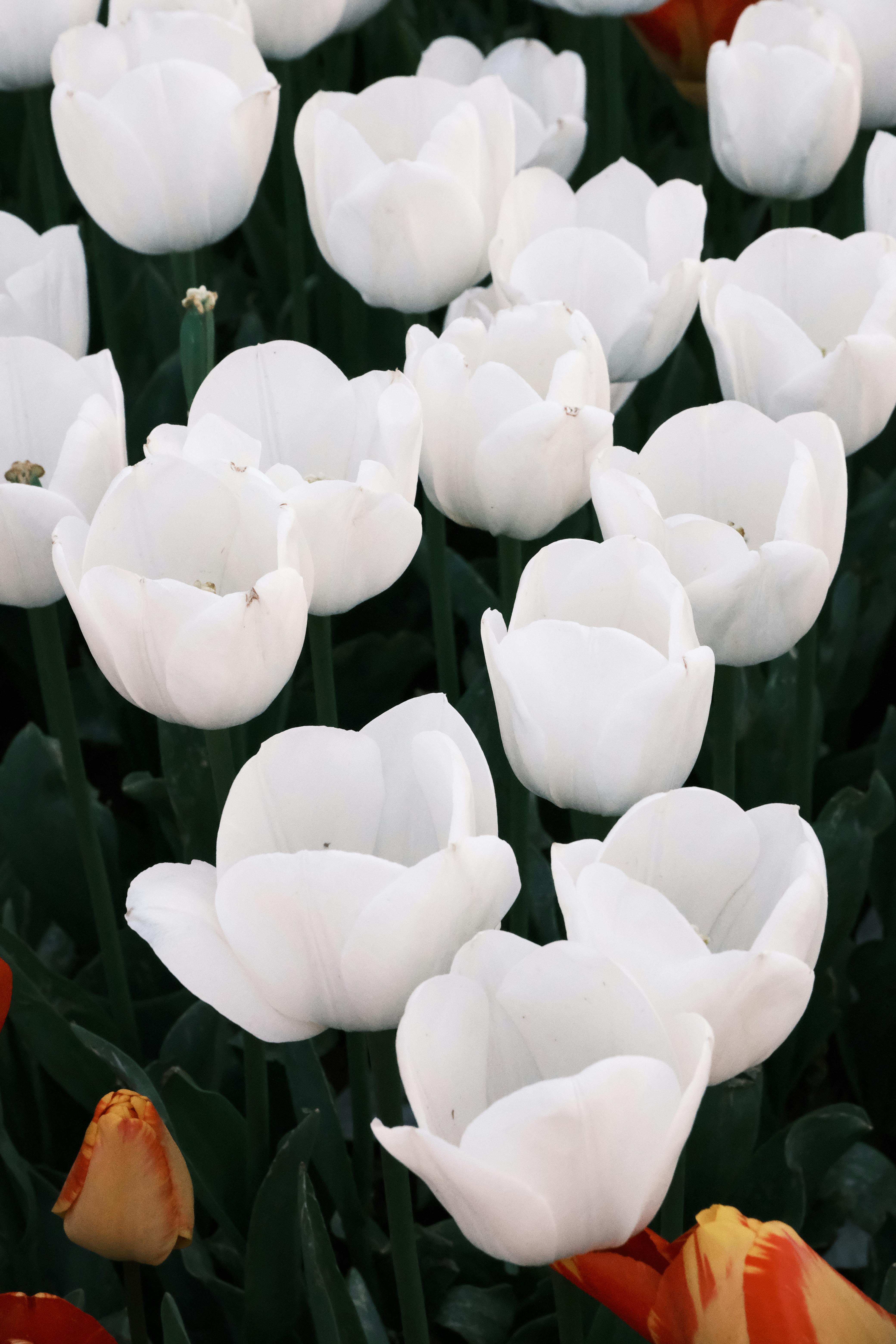White Tulips in the Garden · Free Stock Photo