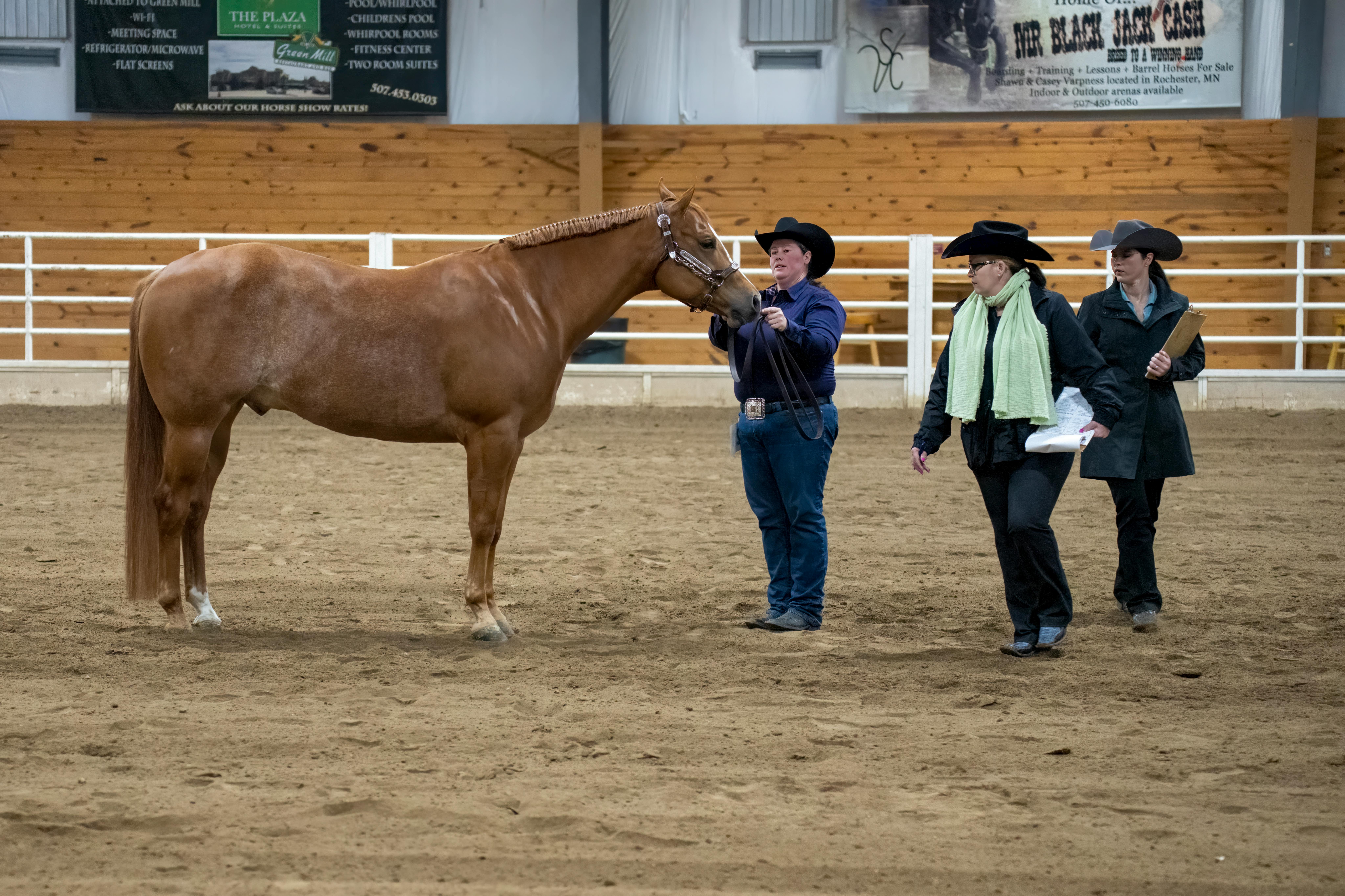 Photo gratuite de amérique du nord, animal, arène, arène équestre de ...