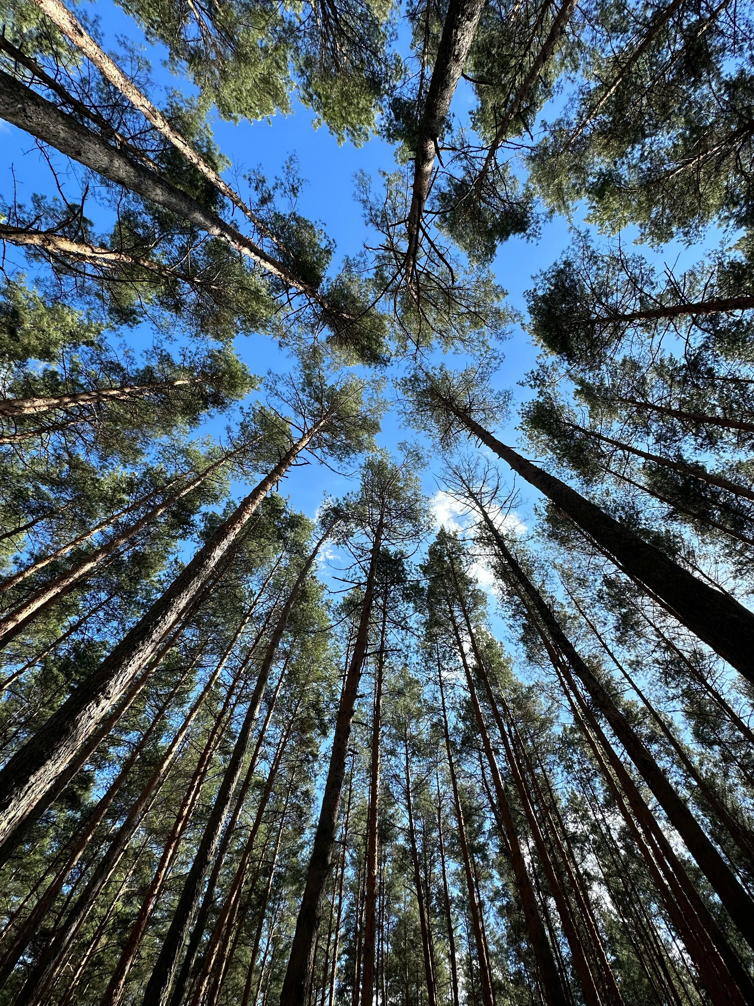 Low Angle View of Conifers · Free Stock Photo