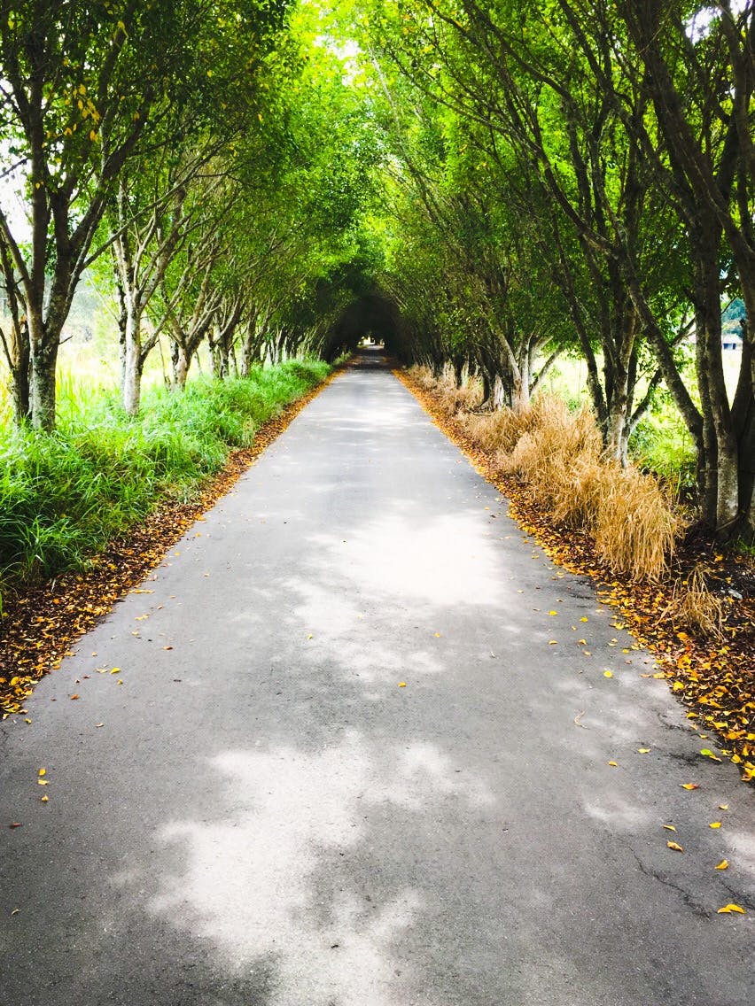 Kostenloses Foto zum Thema: caminho, gerader weg, weg