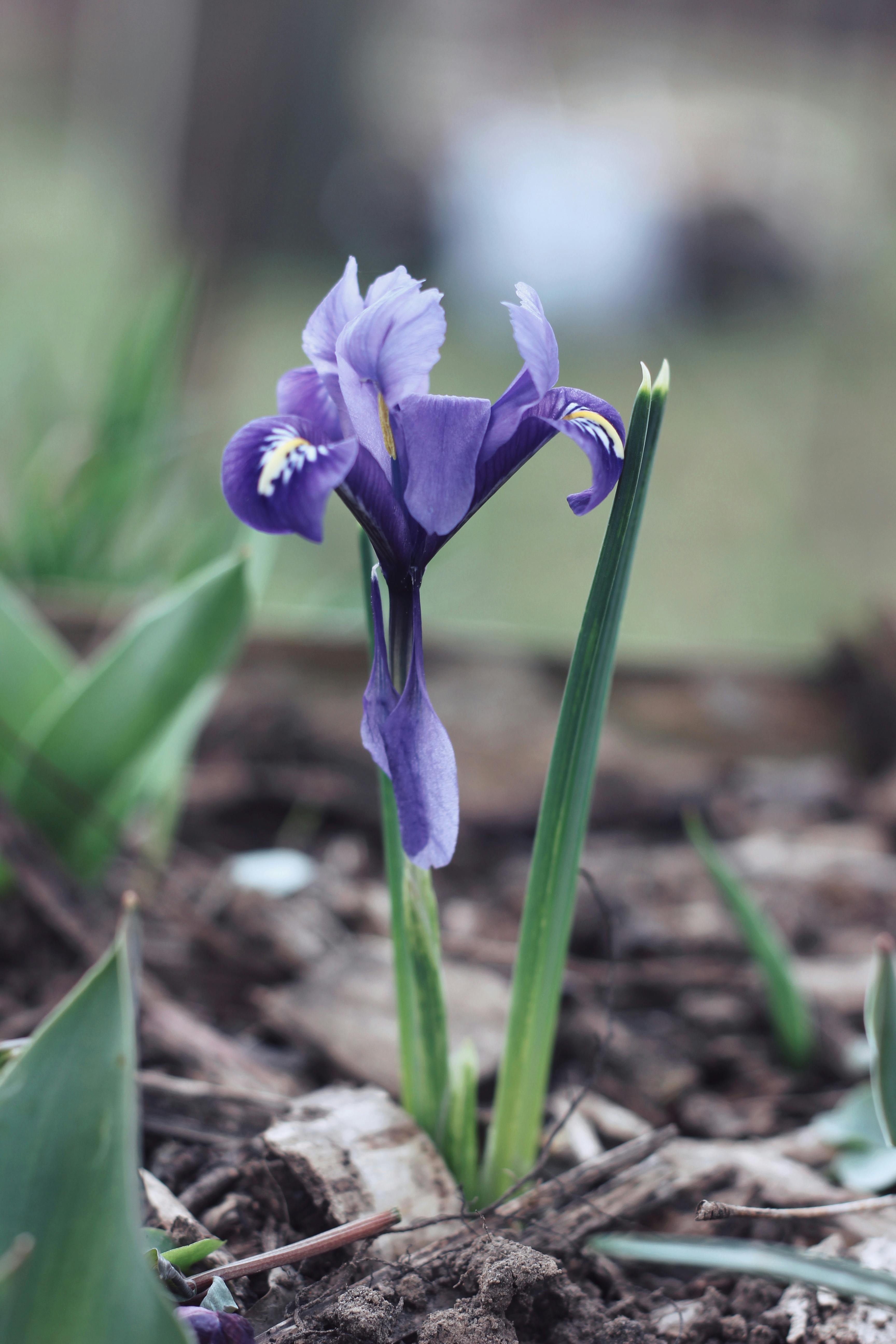 Iris Flower Photos, Download The BEST Free Iris Flower Stock Photos ...