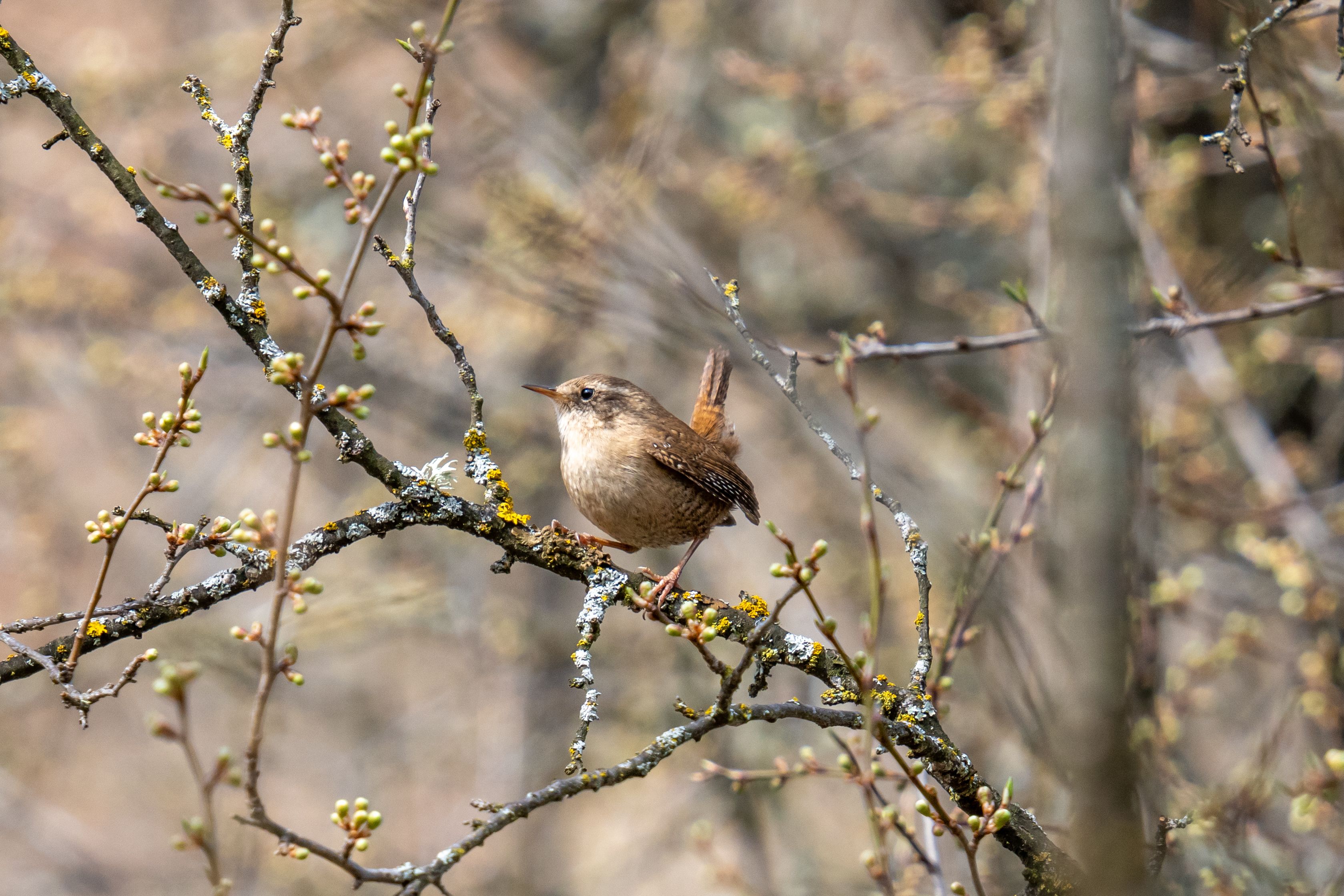 The Eurasian wren (Troglodytes troglodytes) or northern wren is a very ...