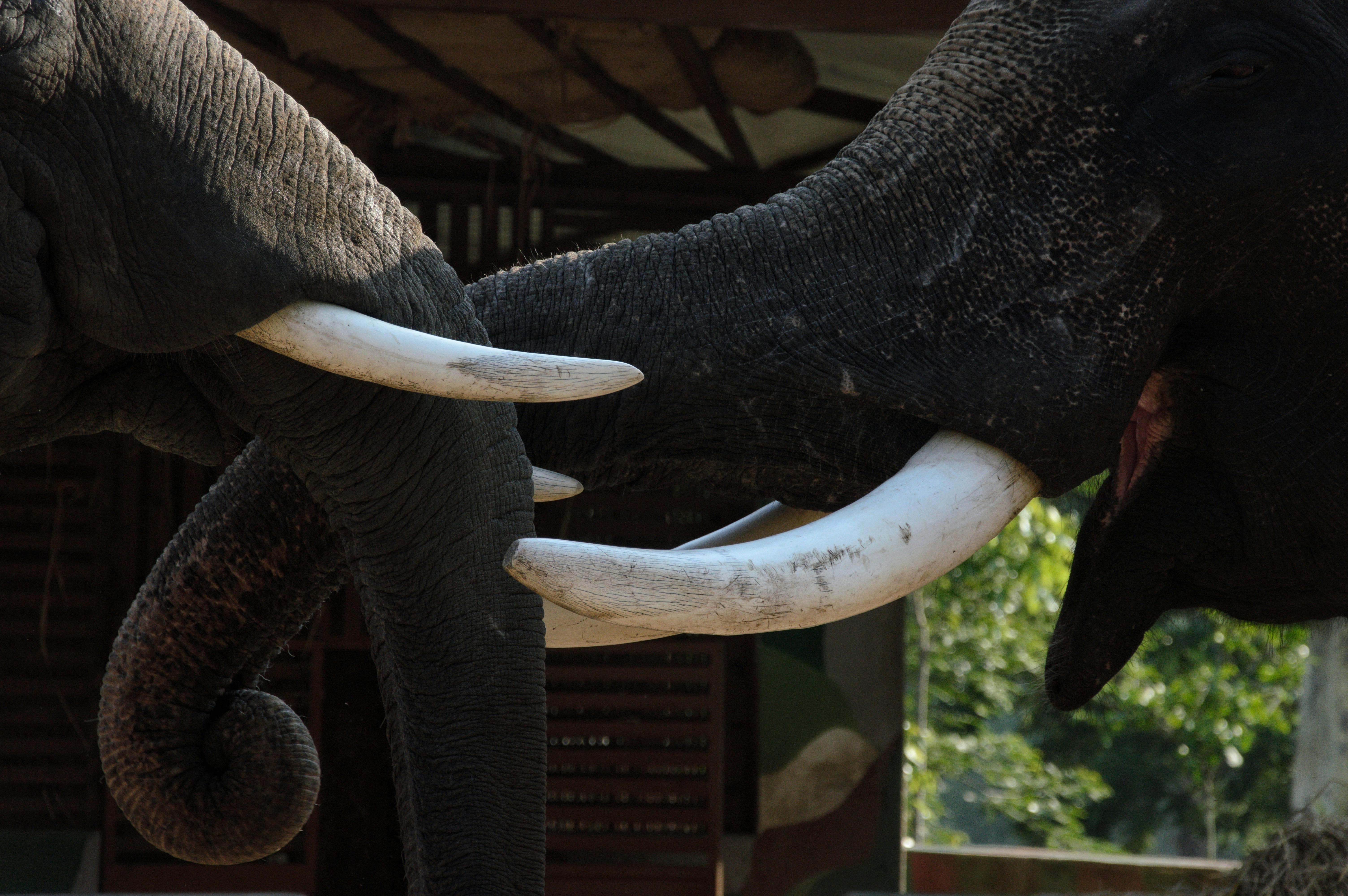 Elephants Trunks and Tusks · Free Stock Photo