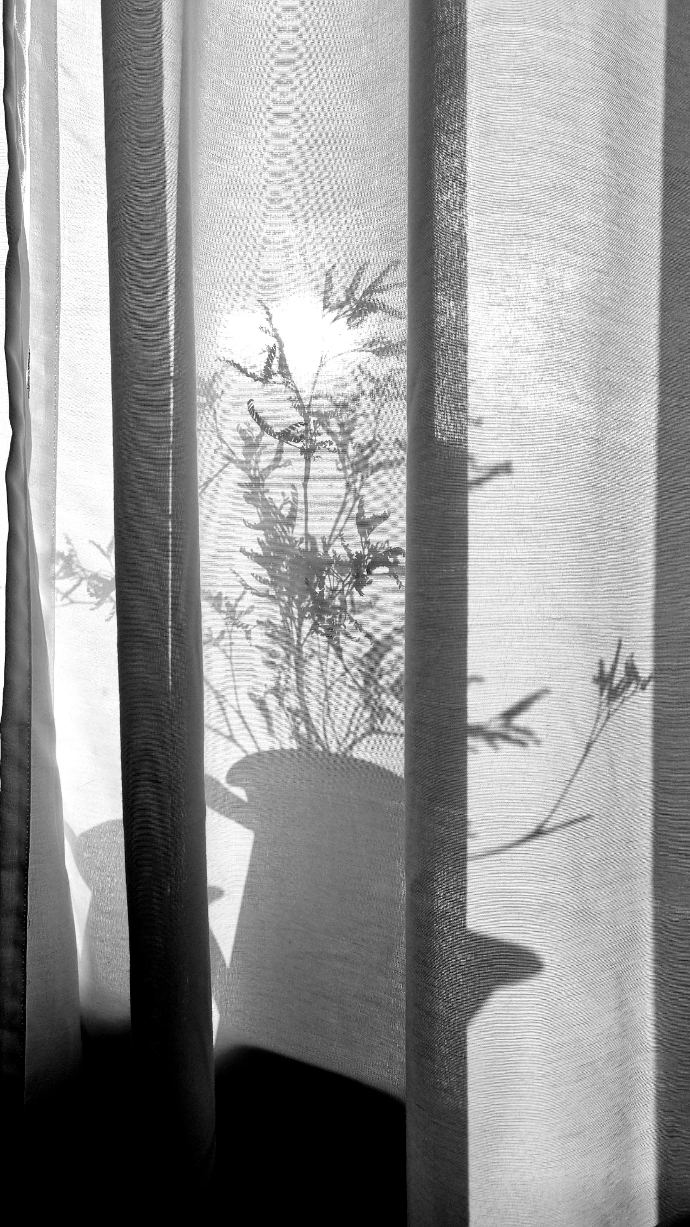 Plant Shadow behind Curtain · Free Stock Photo